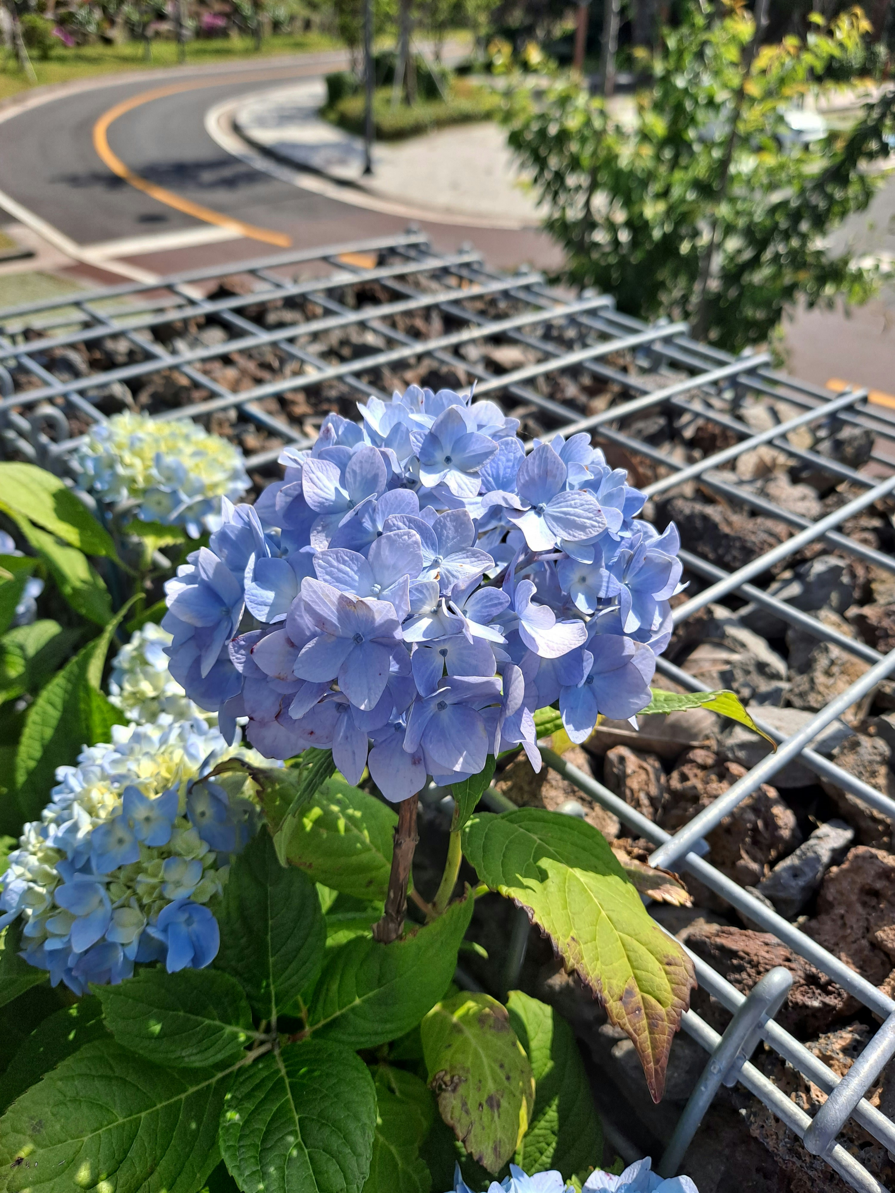 Blue Hydrangea Bloom Framed by Park Grid