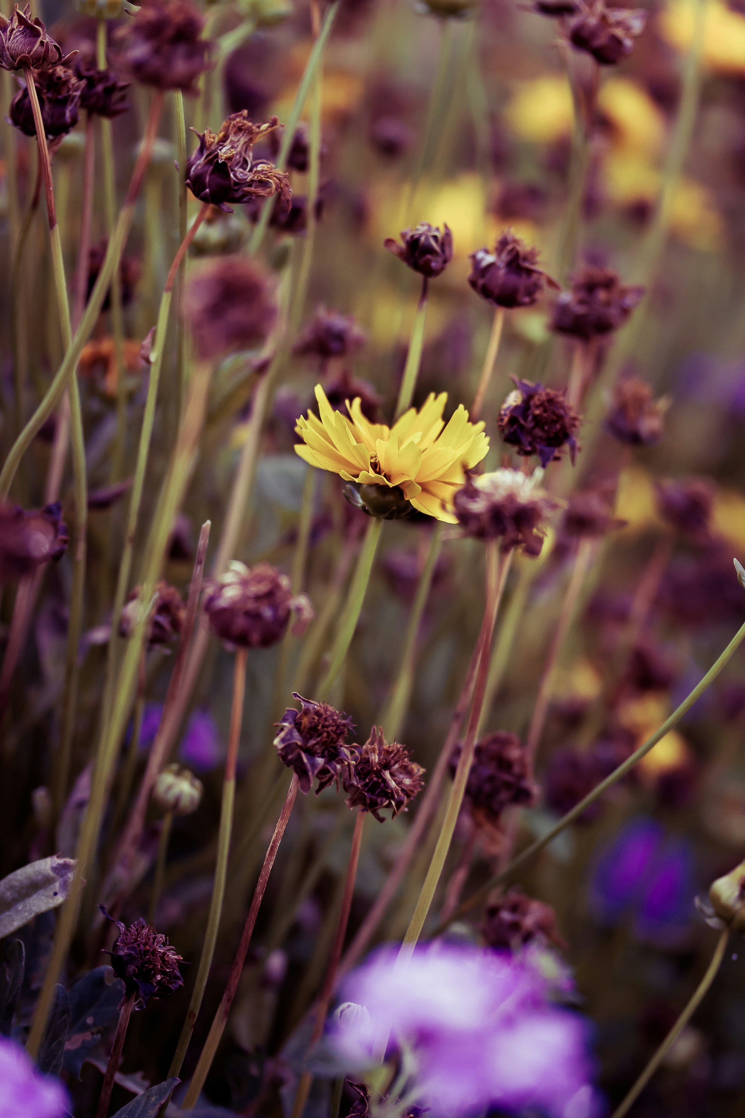 A solitary yellow bloom amid a sea of dusky purple stems