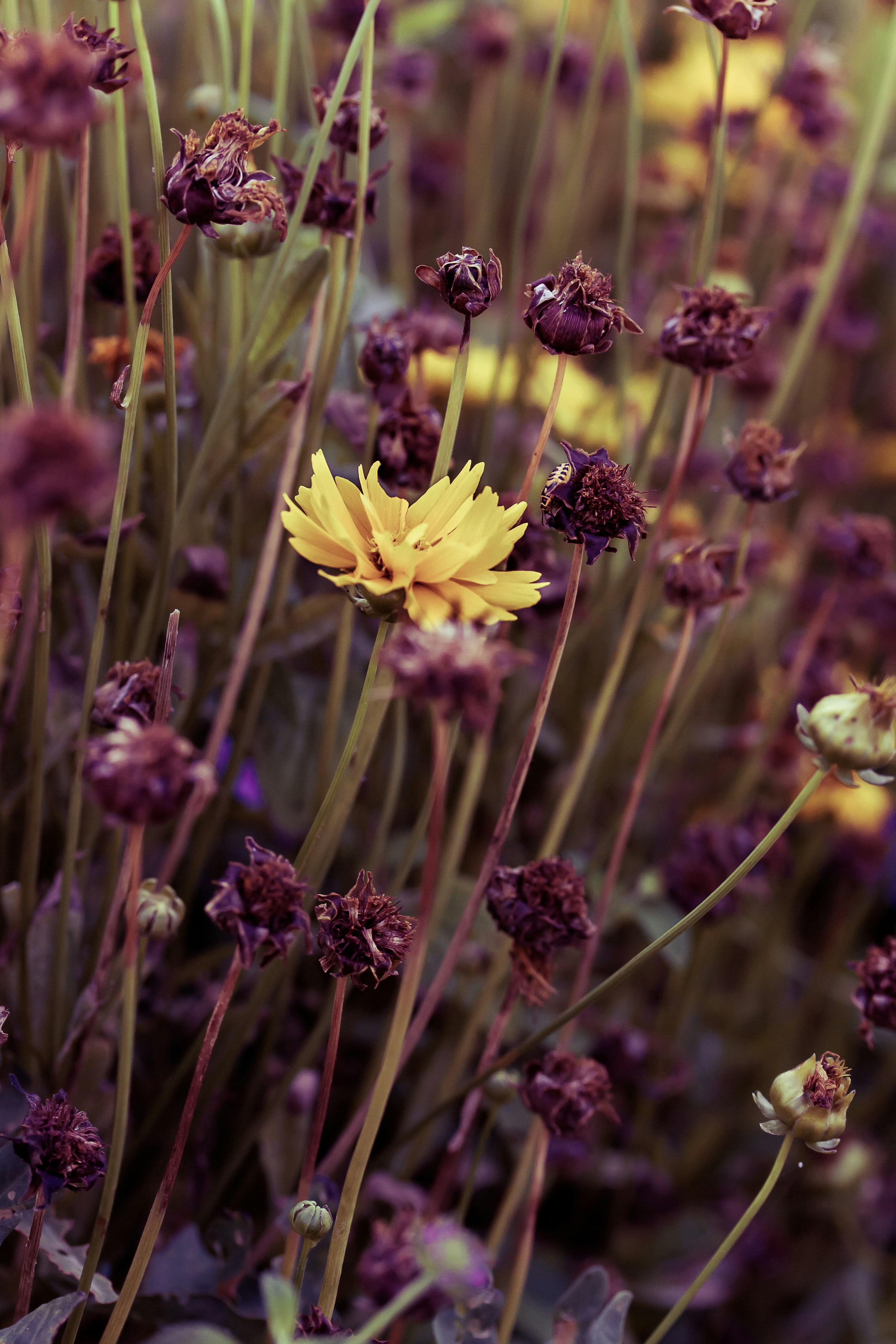 Sunlit Yellow Bloom Amid a Sea of Purple Seed Heads