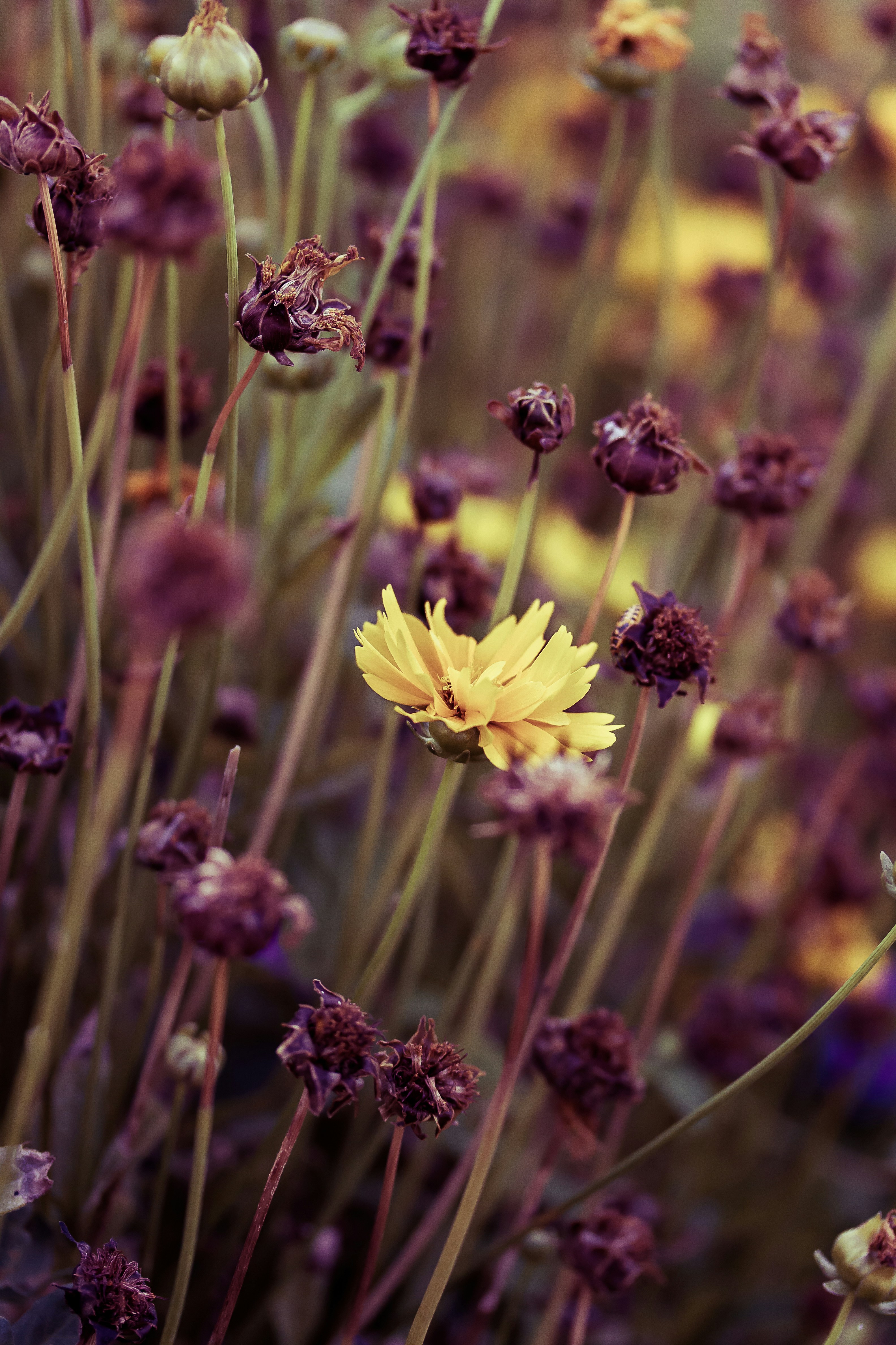Gold Bloom Amid Velvet Stems