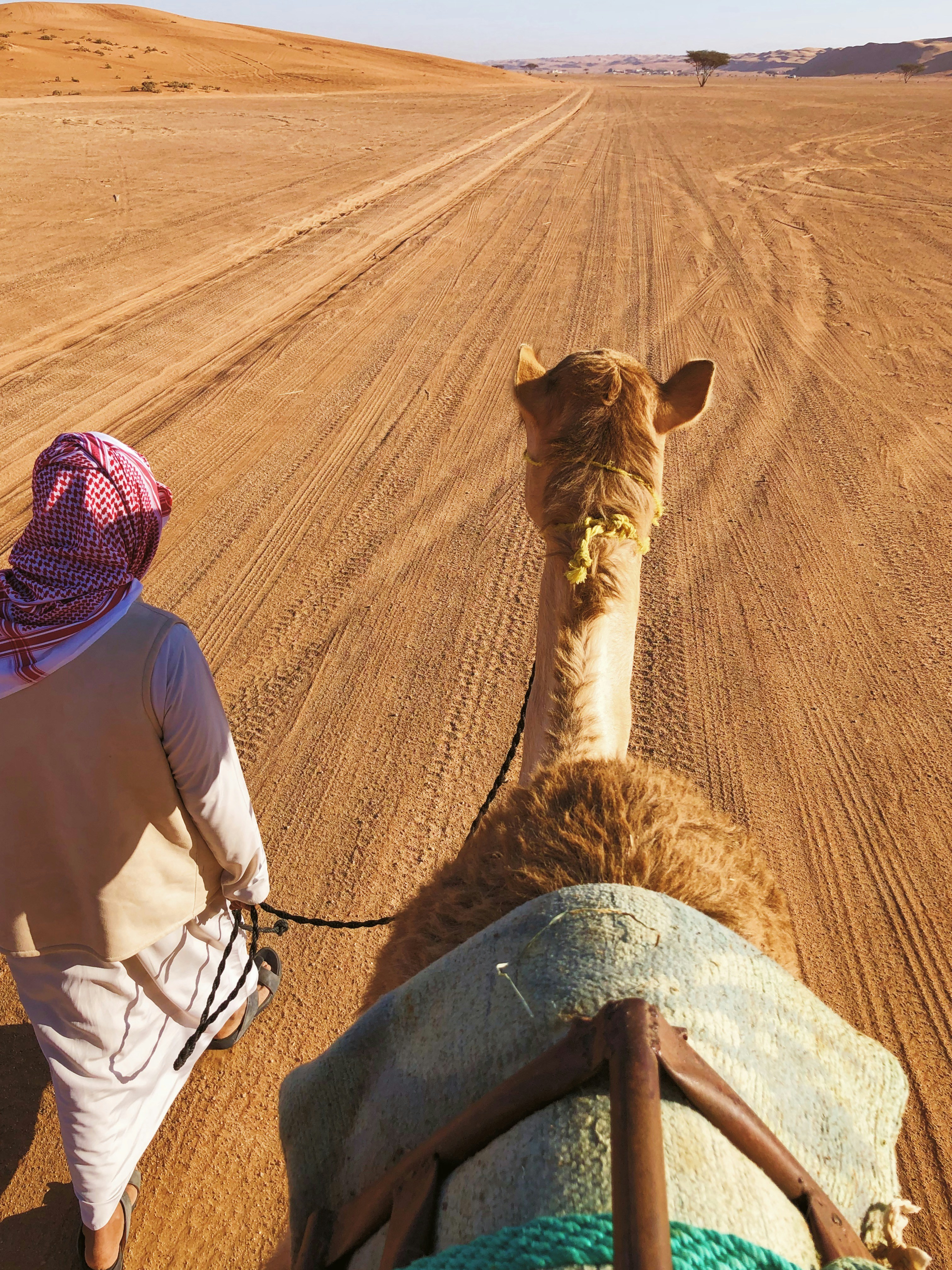 A person petting a camel photo – Free Person Image on Unsplash