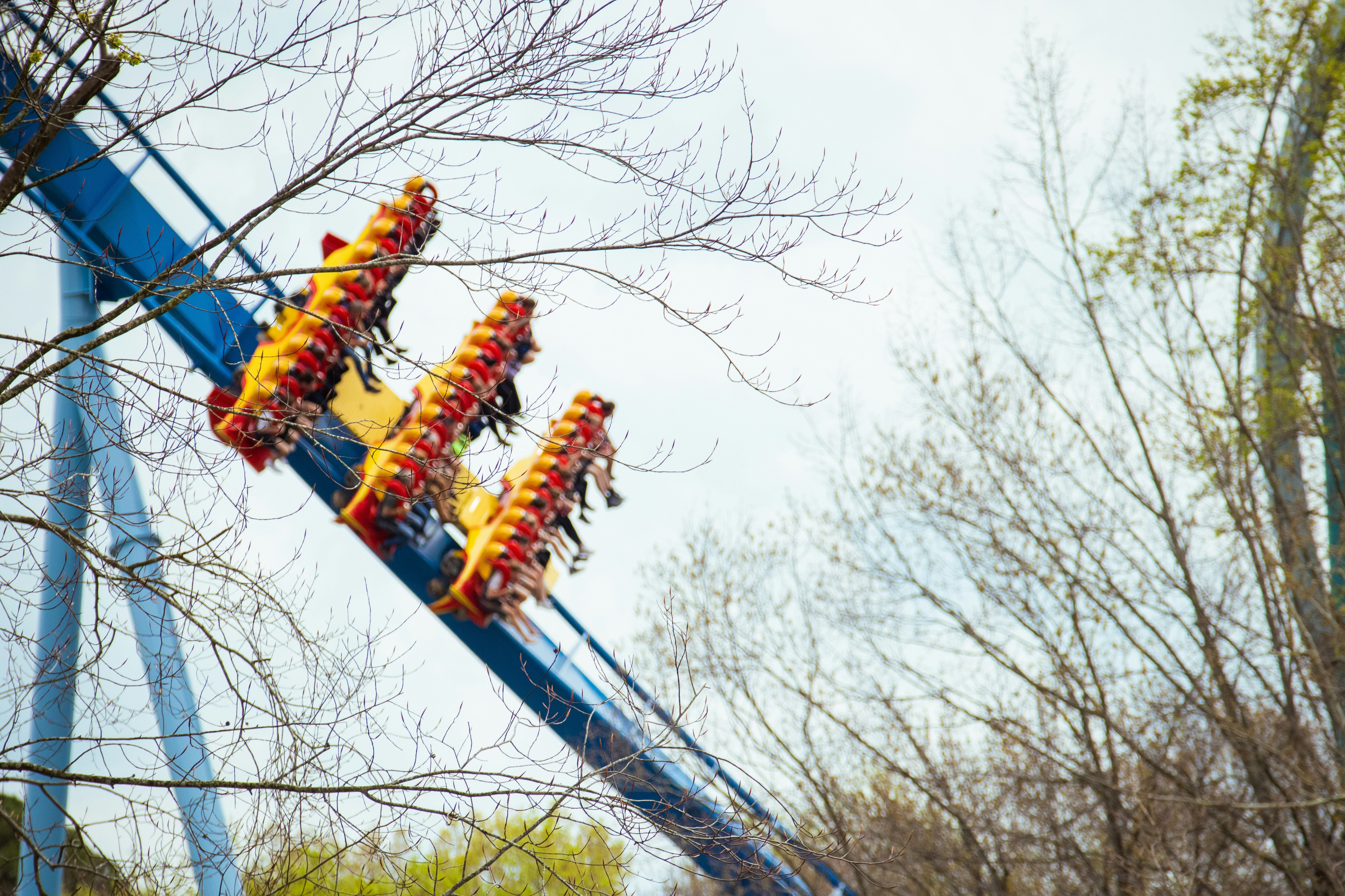 Griffon at Busch Gardens Williamsburg