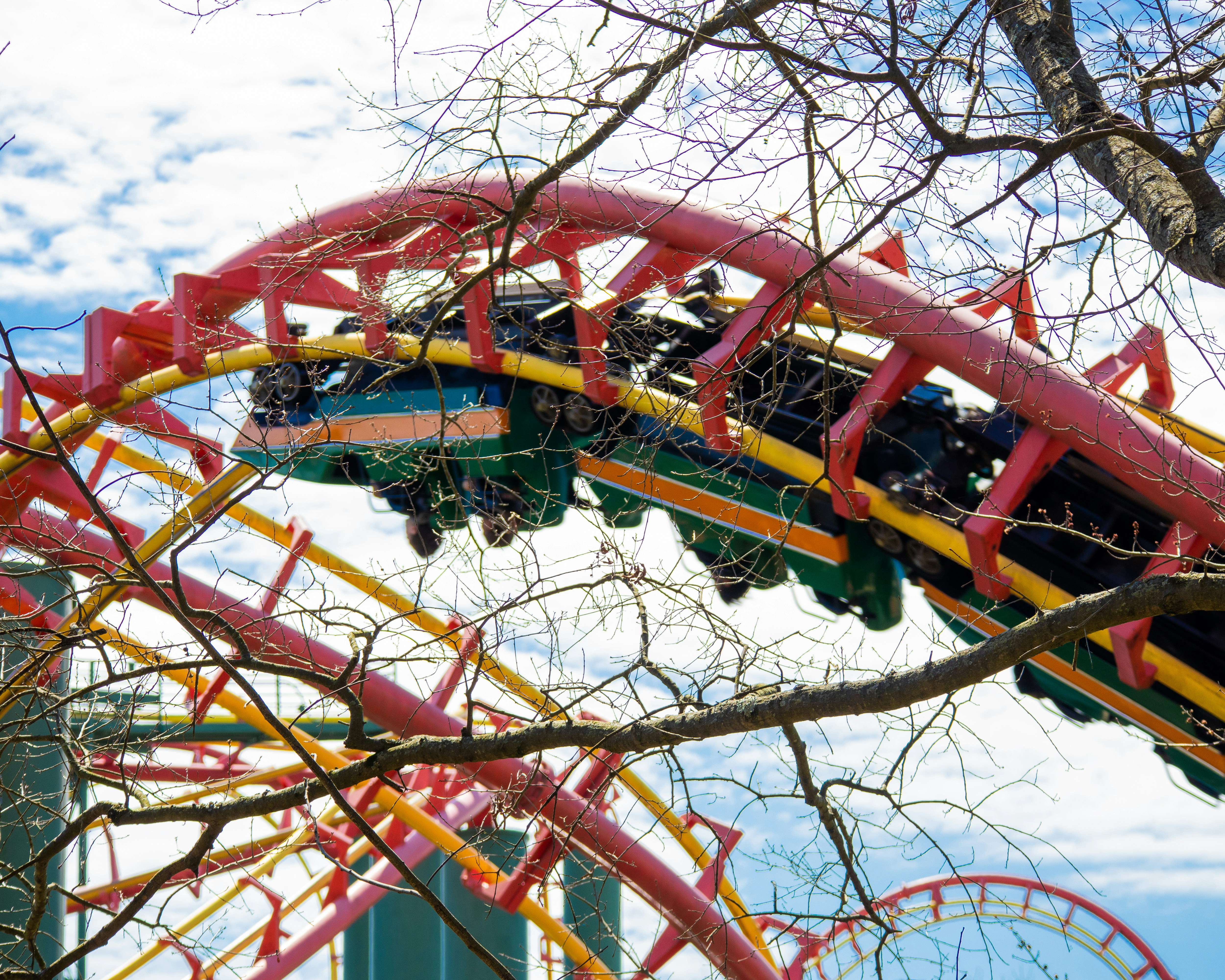 Colorful roller coaster arching through a tangled lattice of bare branches