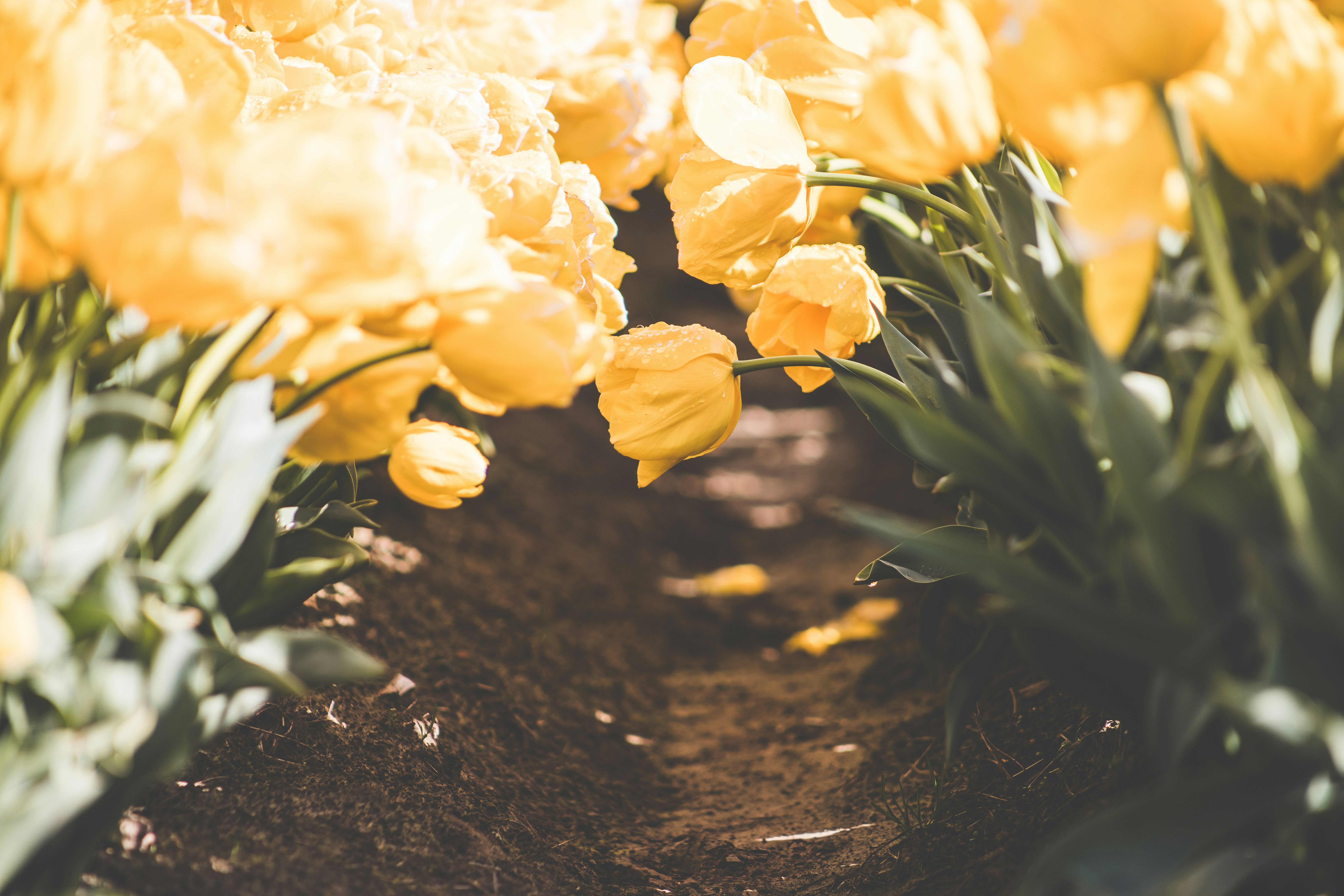 Fête Des Tulipes Photos | Télécharger des images gratuites sur Unsplash