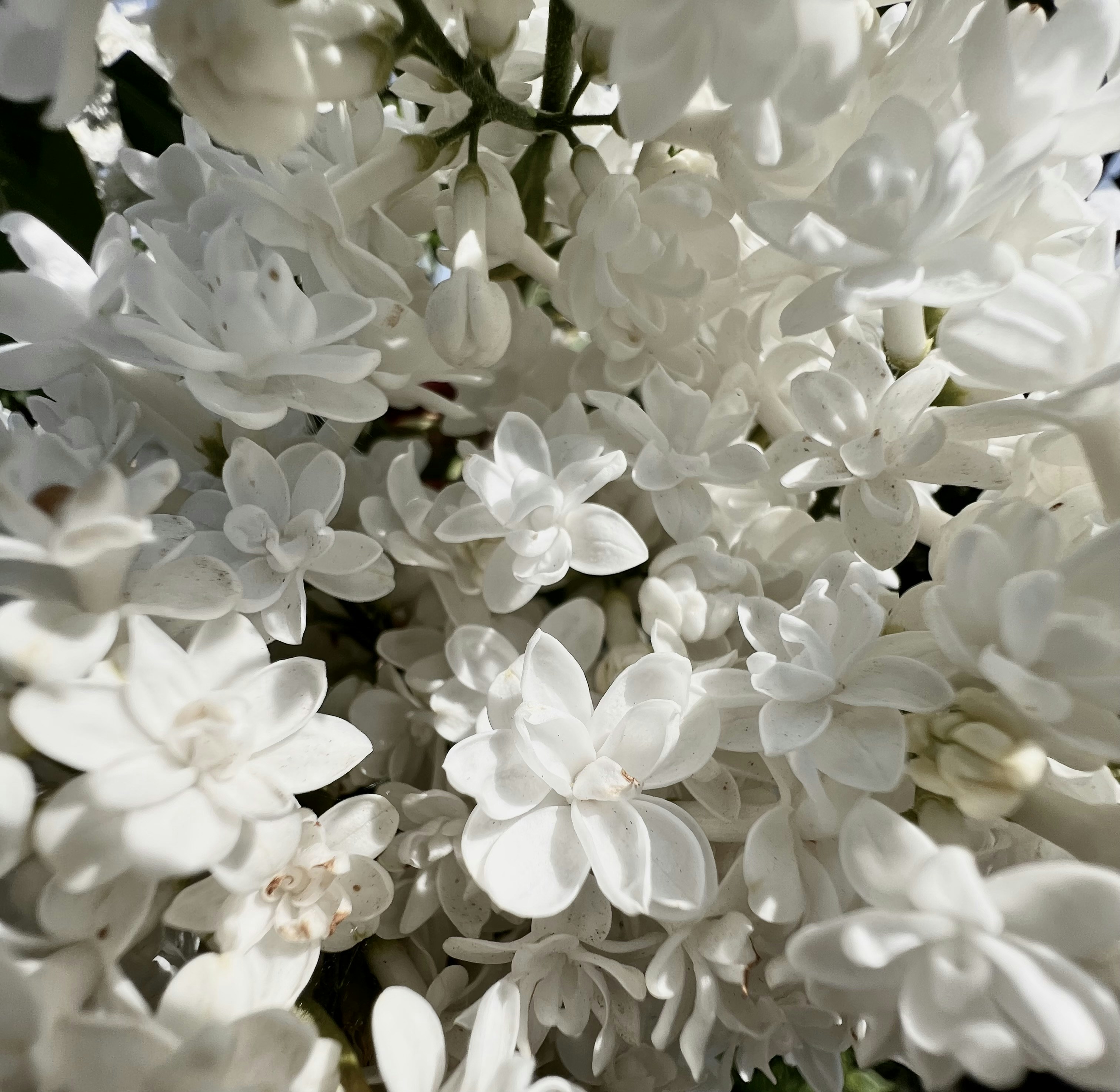 Foto zum Thema Eine Nahaufnahme von weißen Blumen – Kostenloses Bild zu ...