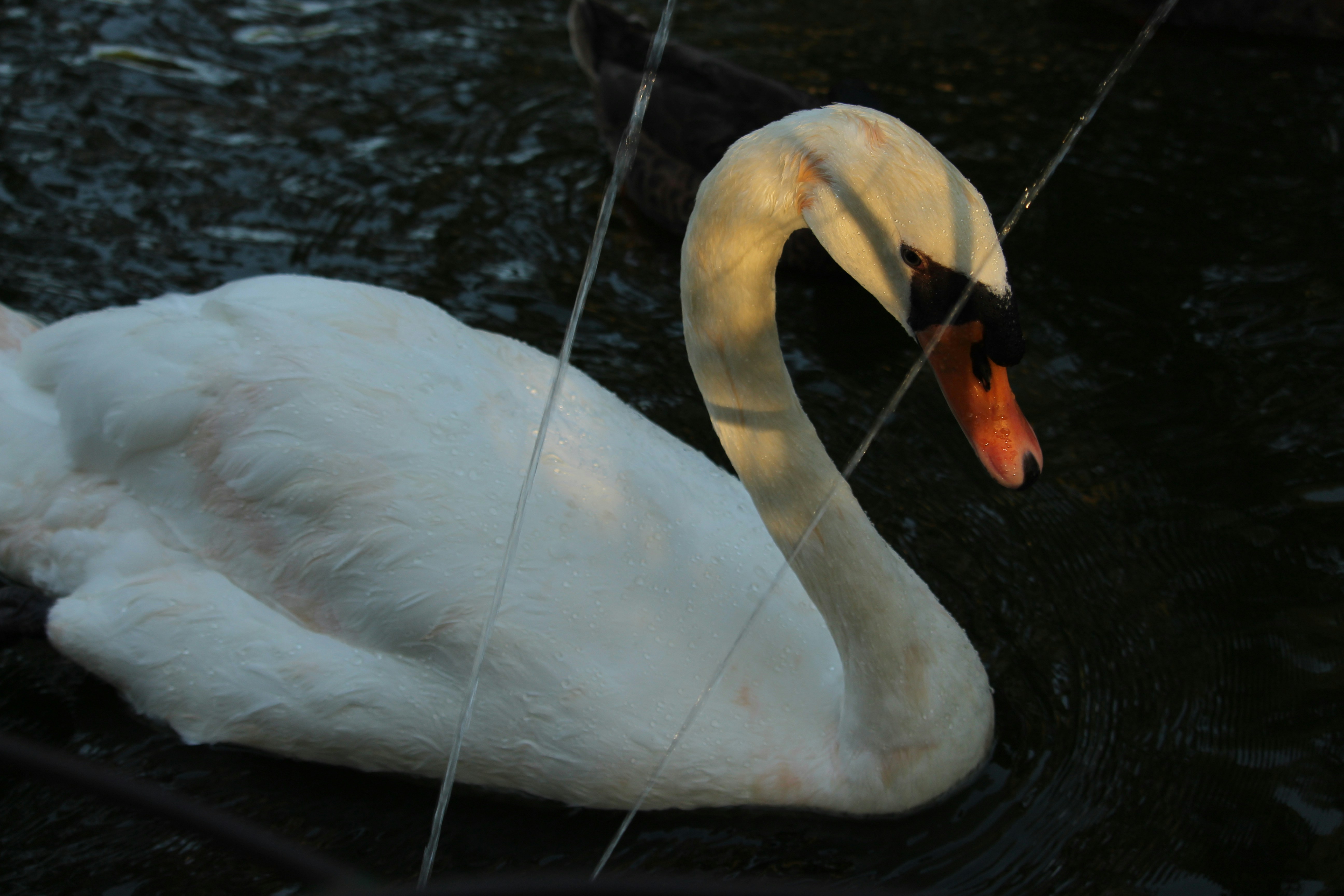 Graceful Swirl: A Swan Gliding Under Shaded Canopies