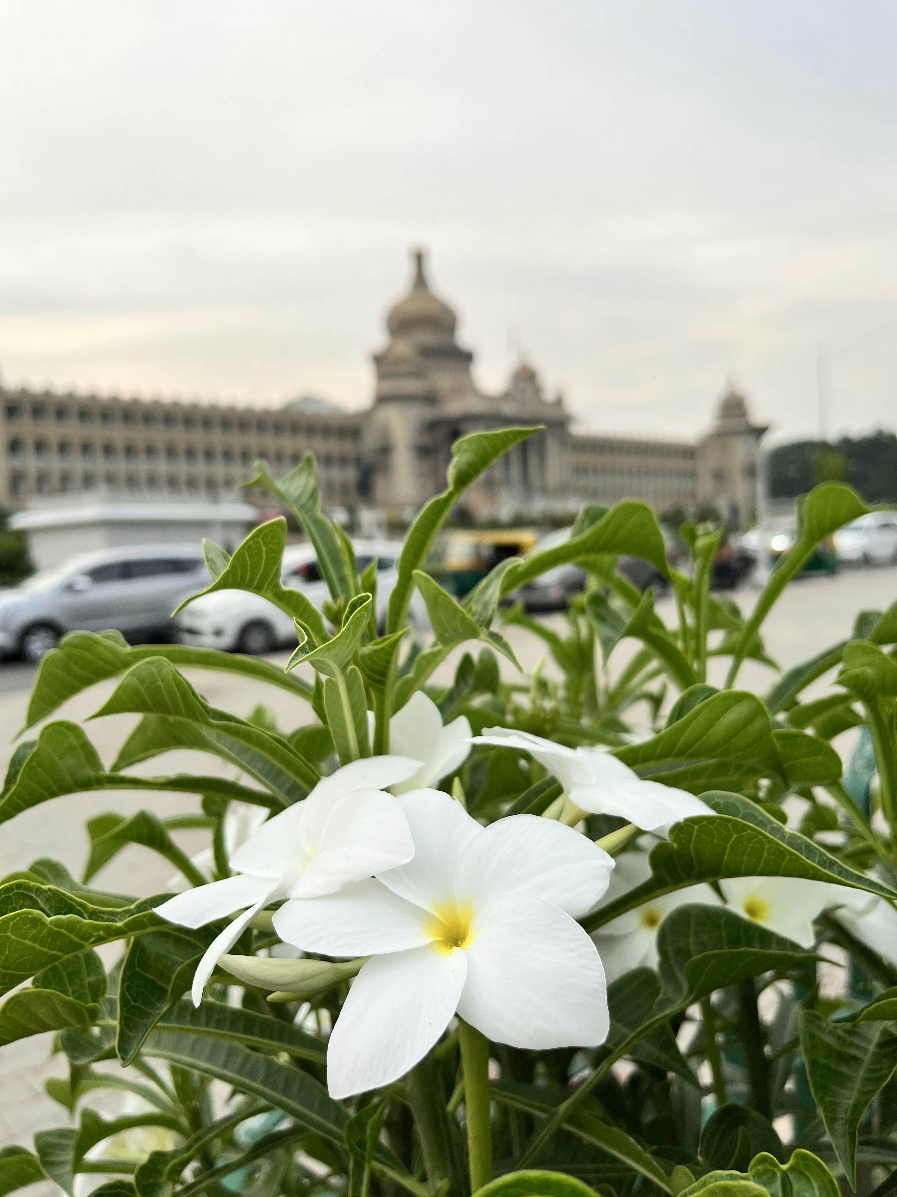 Frangipani in Focus: Blooming Frontline Against a Grand Facade