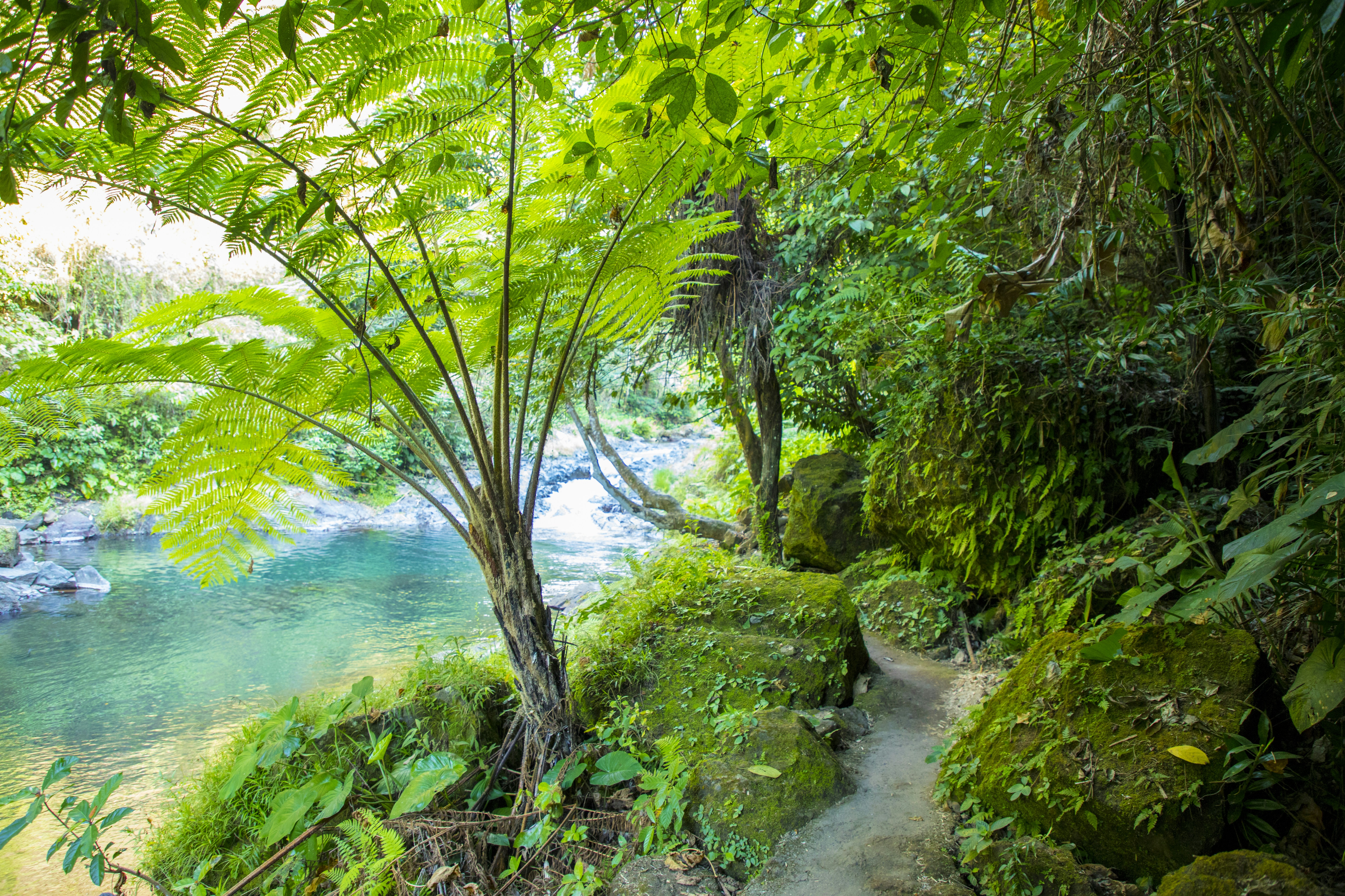 Arched Ferns Over a Turquoise River: A Green Corridor by the Stream