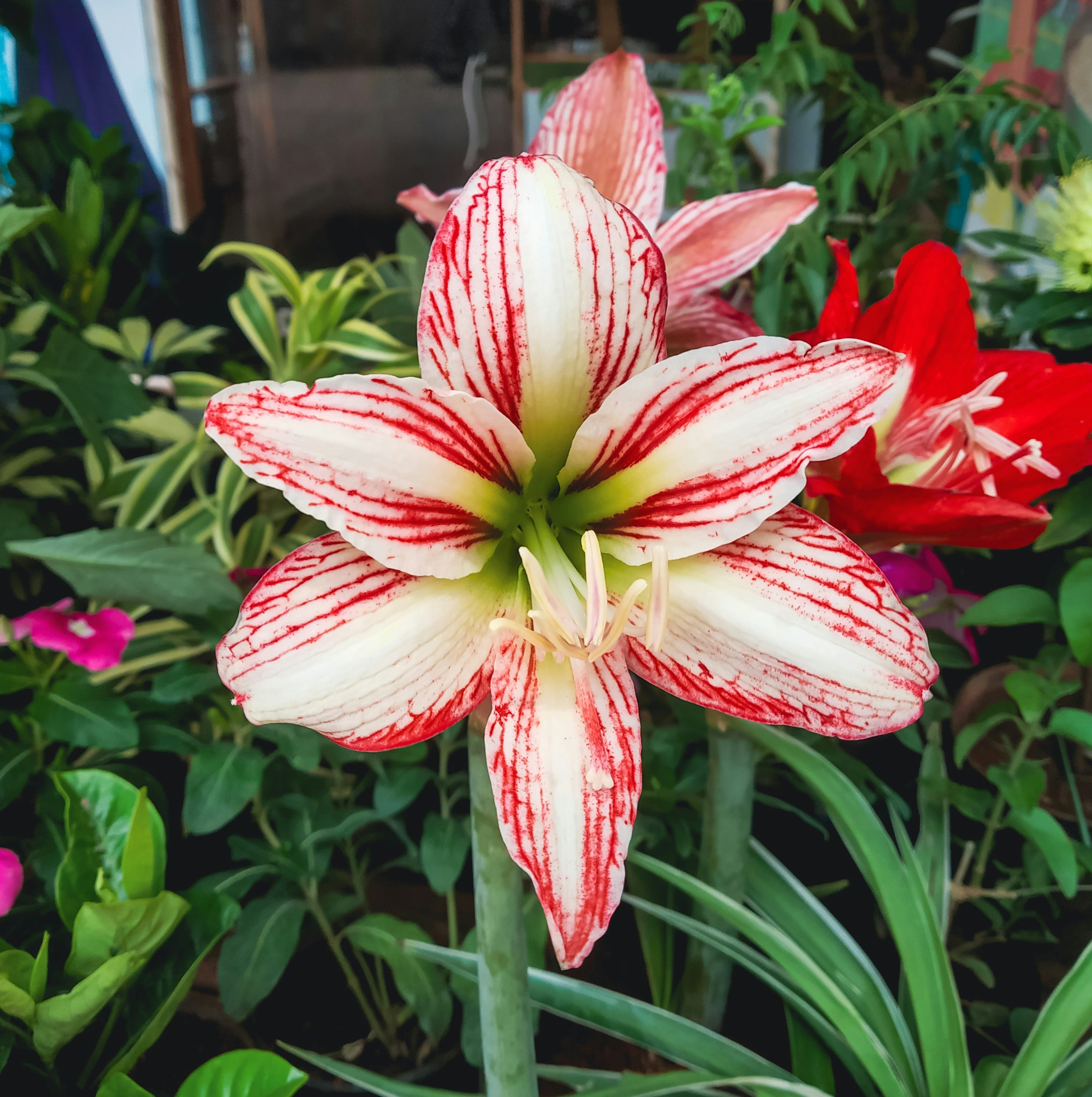 A red and white flower photo – Free Petals Image on Unsplash