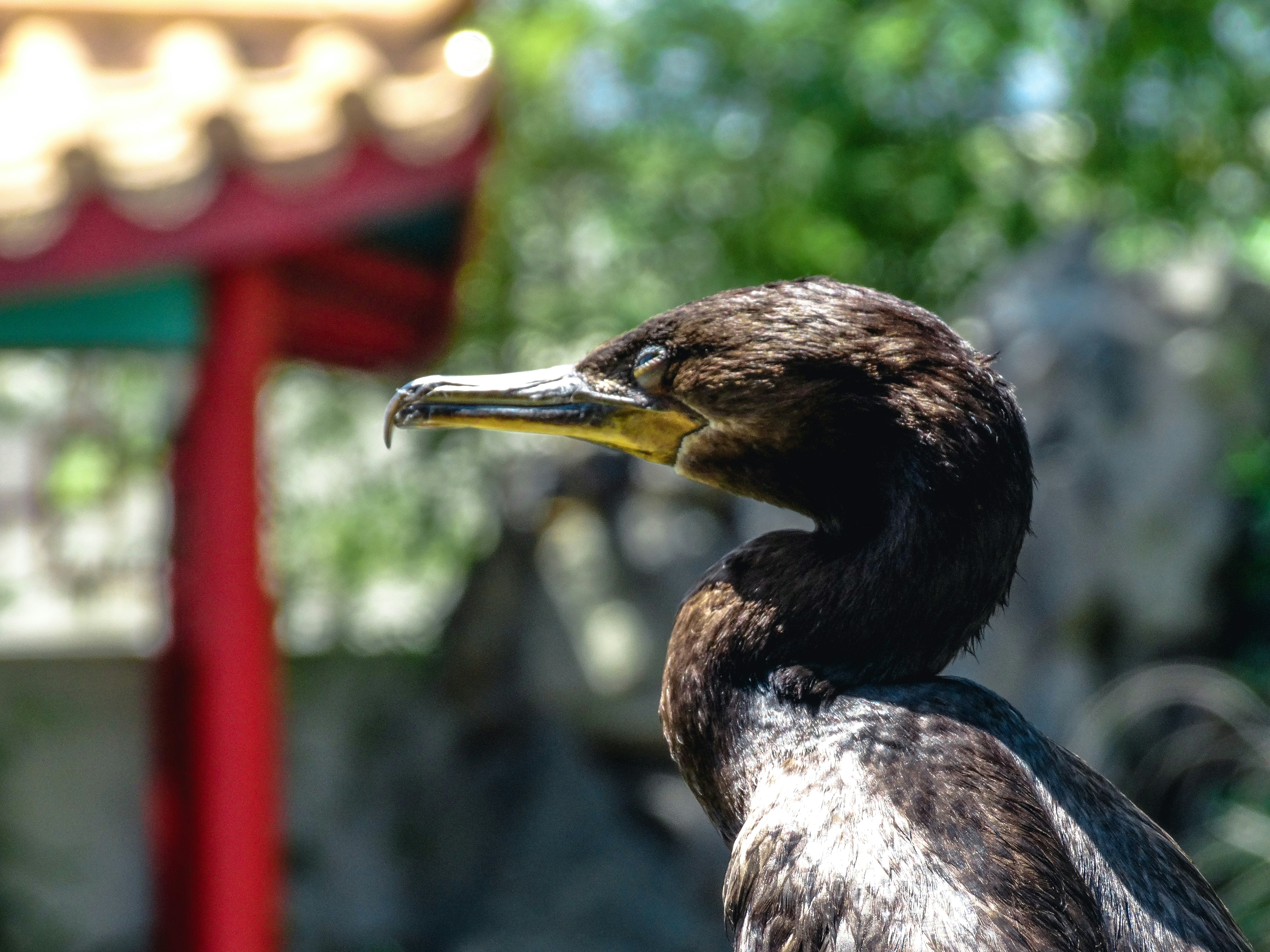 Dark-crowned Grebe-like Profile: A Candid Stare from the Beak to Shoulder