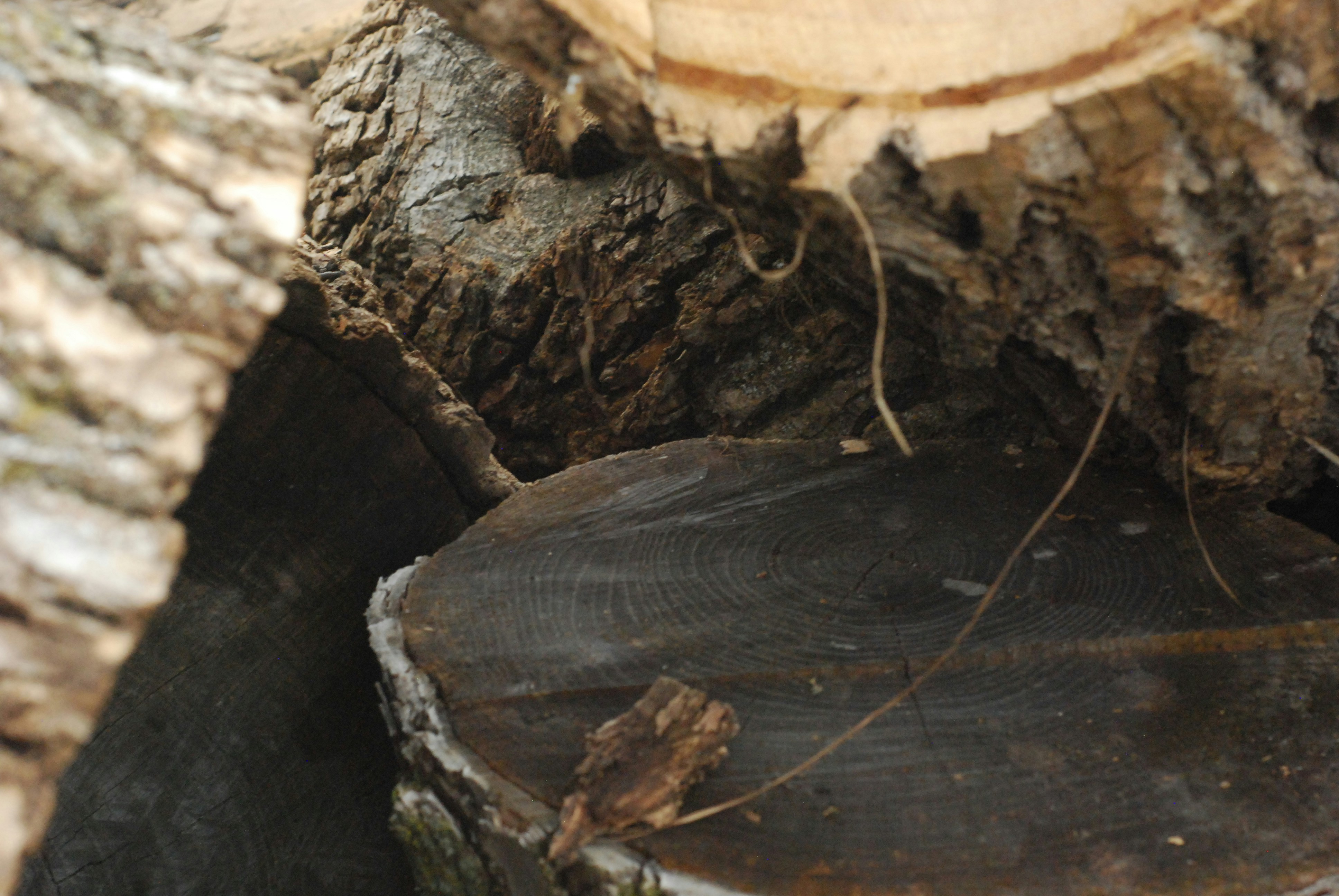 Photo by Jael Coon with Nikon D80