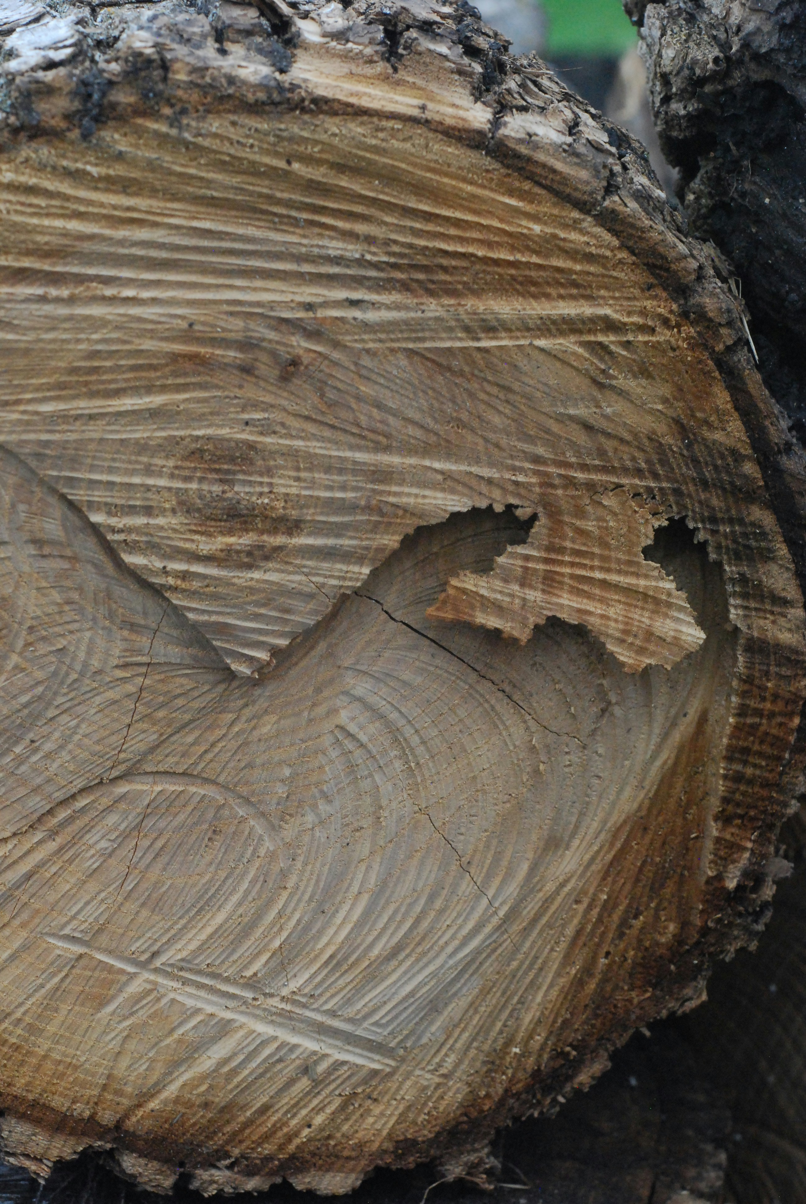 a close-up of a tree trunk