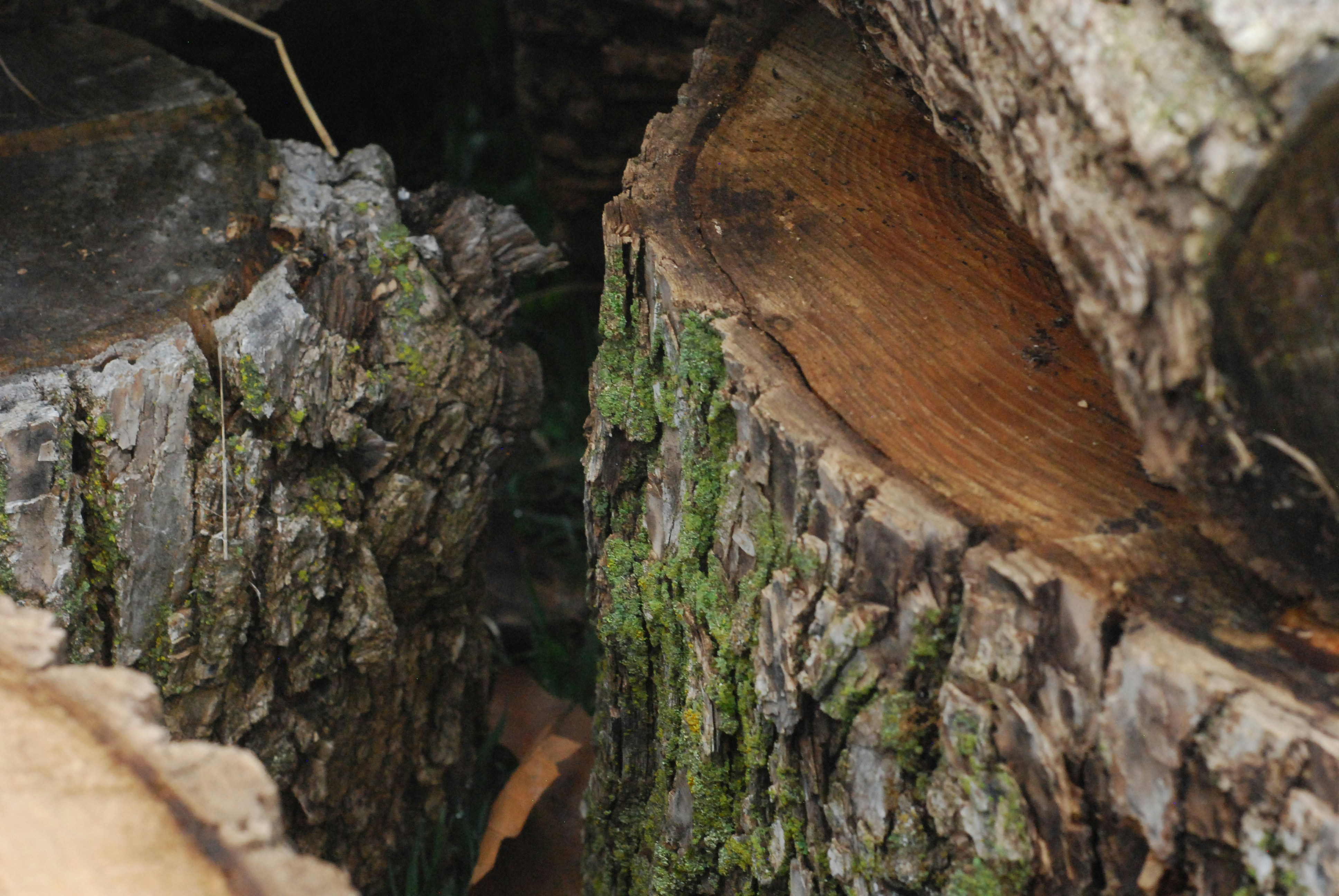Moss Veil in a Cracked Log Corridor