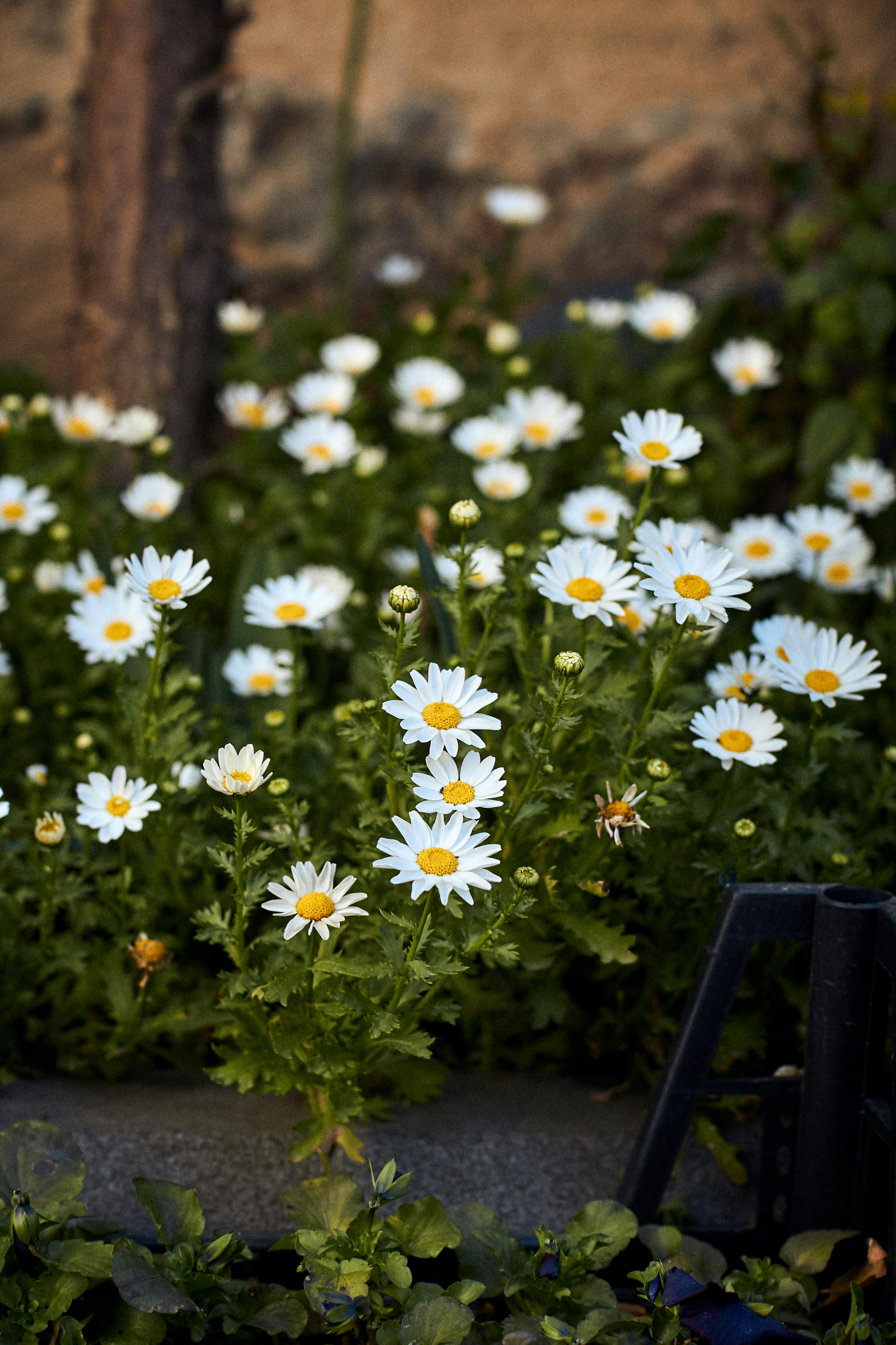 Curbside Bloom Choir: White Daisies in Focus