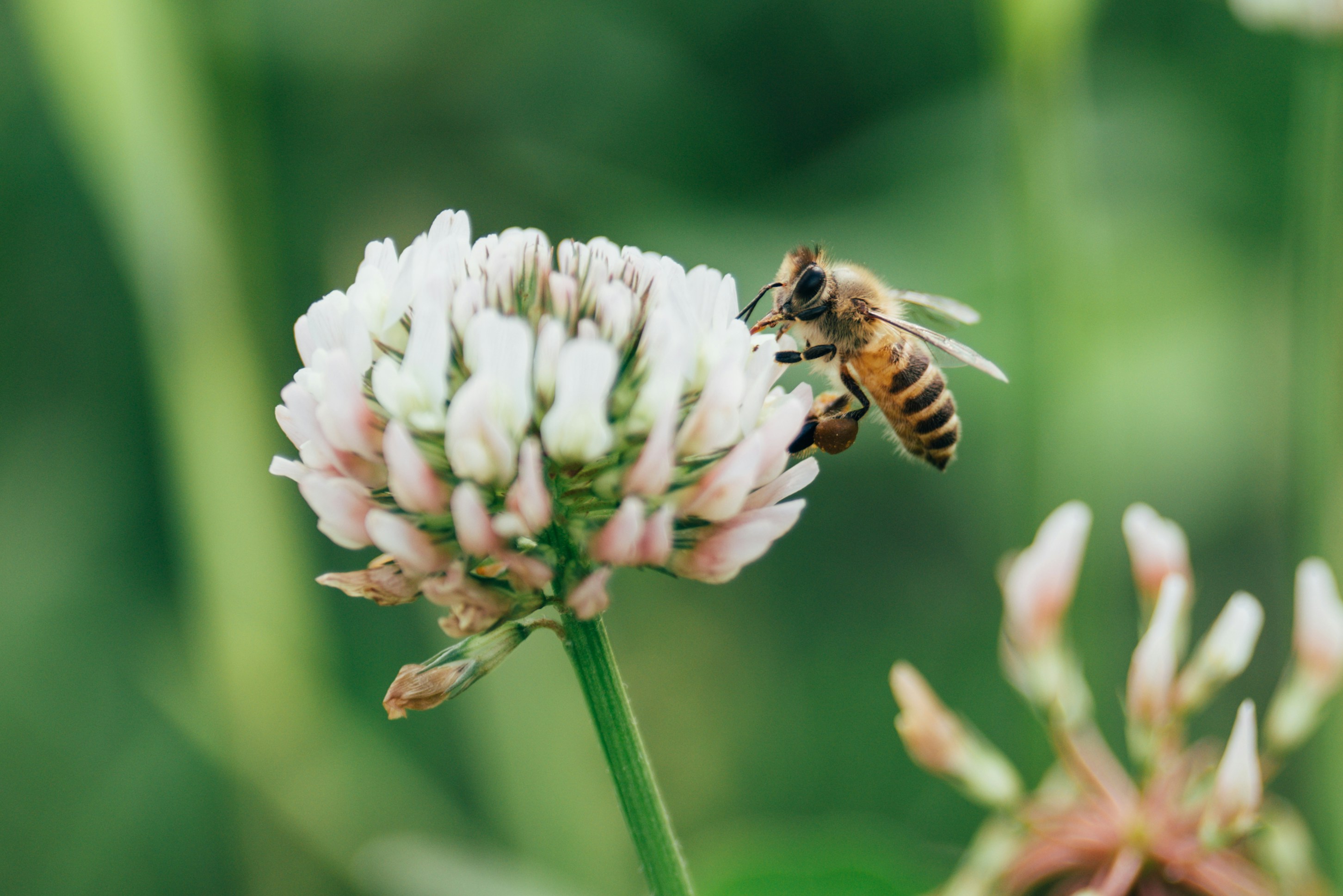 A bee on a flower photo – Free Bee Image on Unsplash