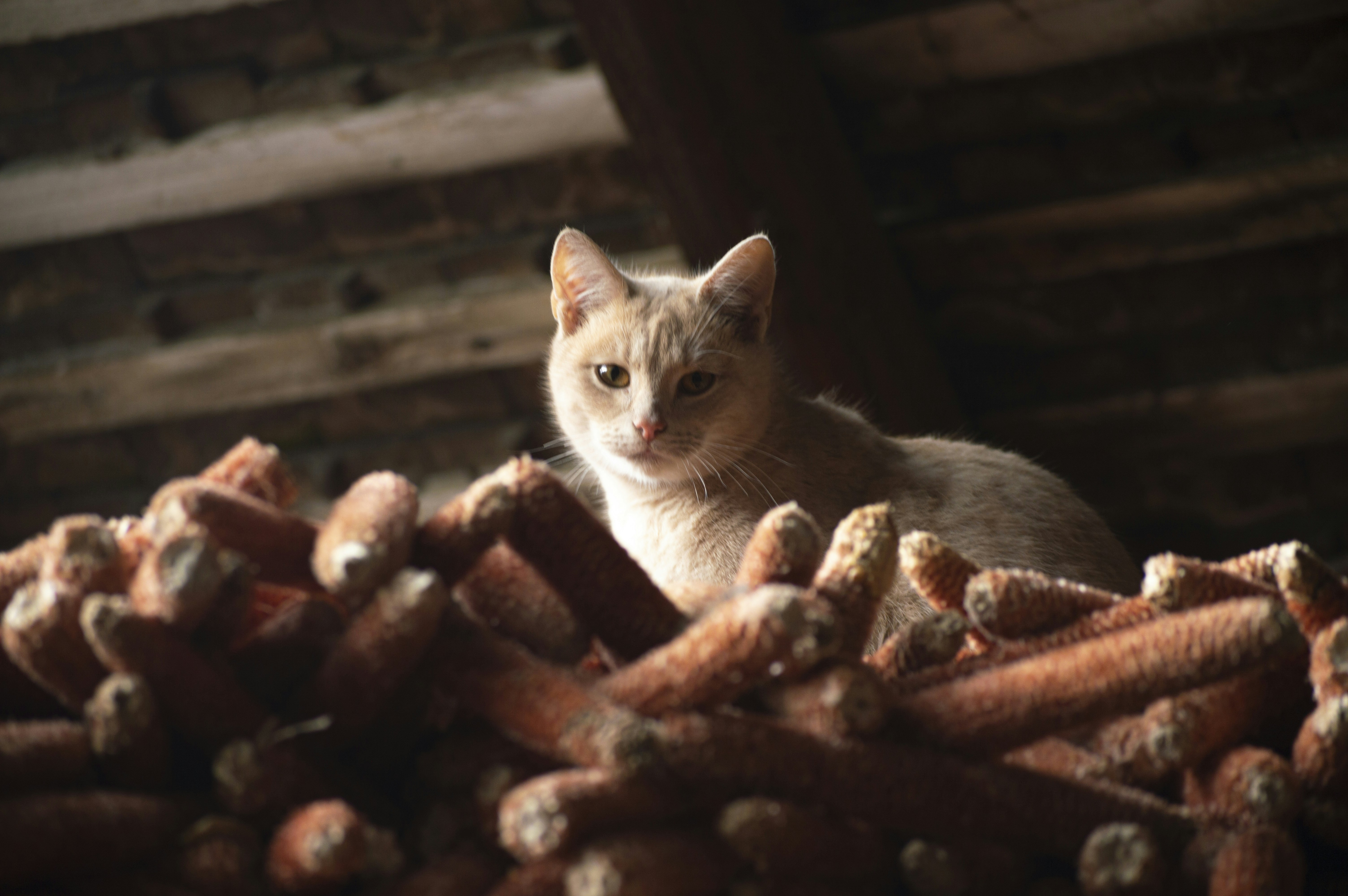 Cat in the Attic: Quiet Confidence Among a Stack of Rough Logs