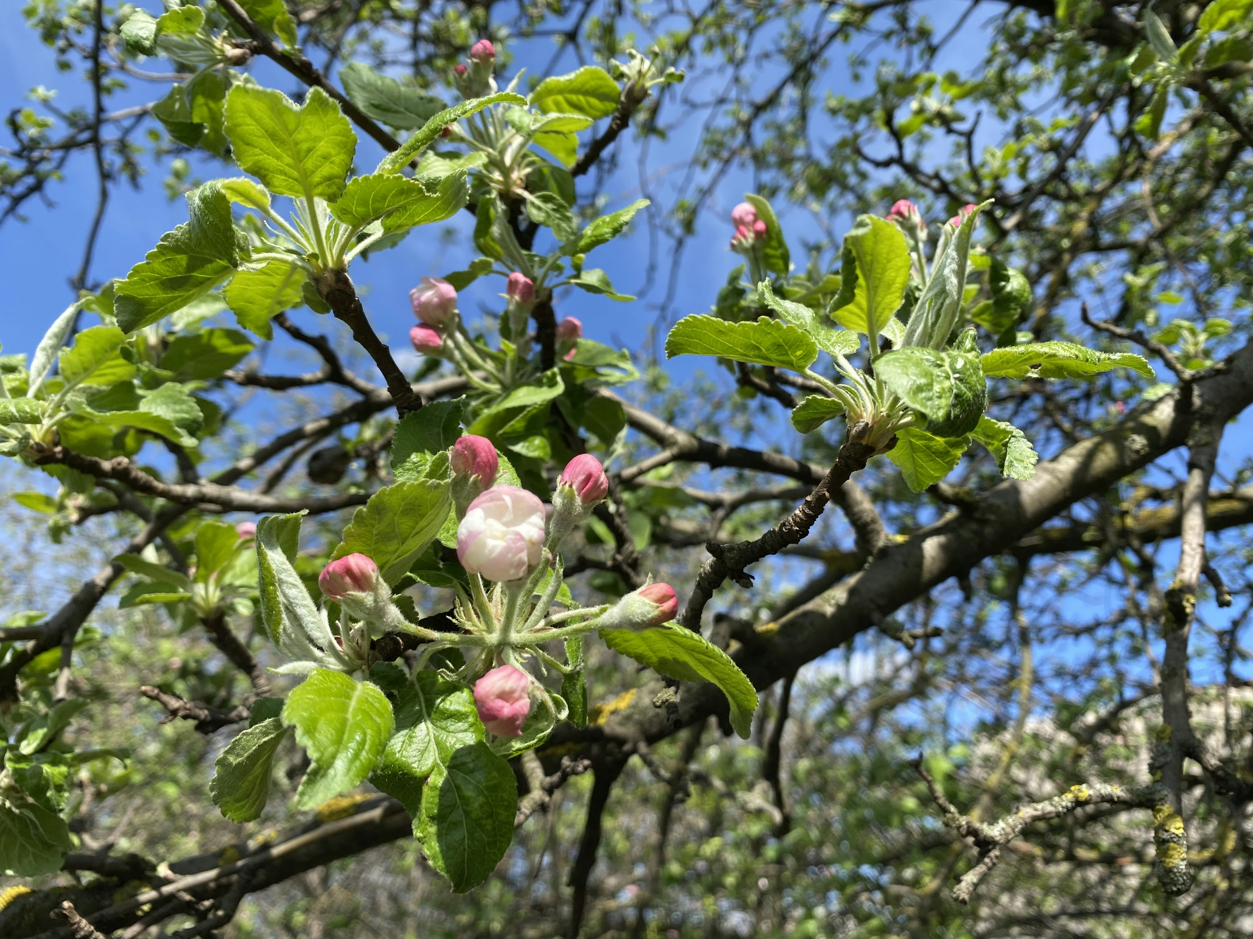 Spring coming despite what happened…
Life always wins…