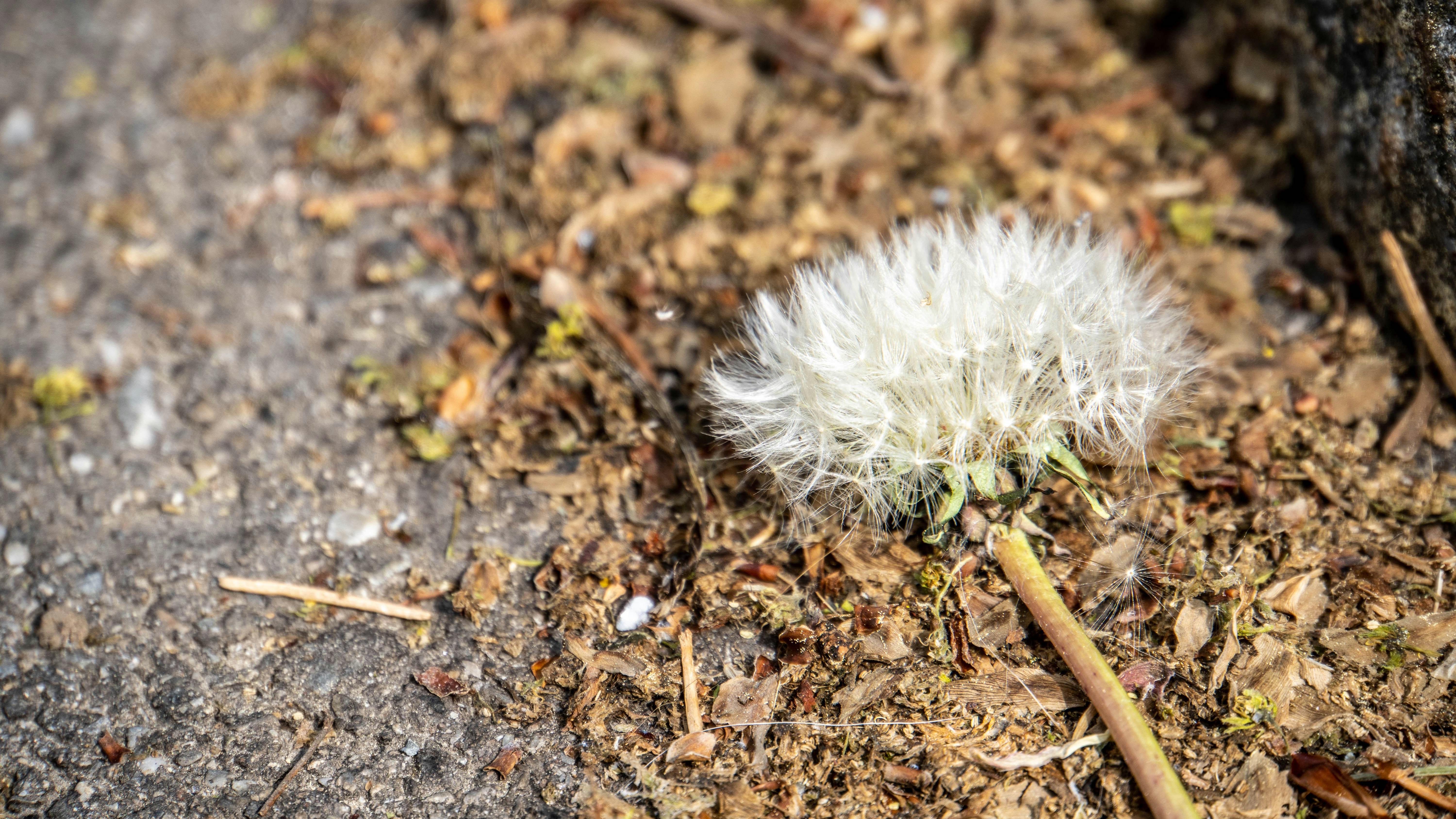 A dandelion puff resting on earthy ground, surrounded by scattered leaves and dirt.