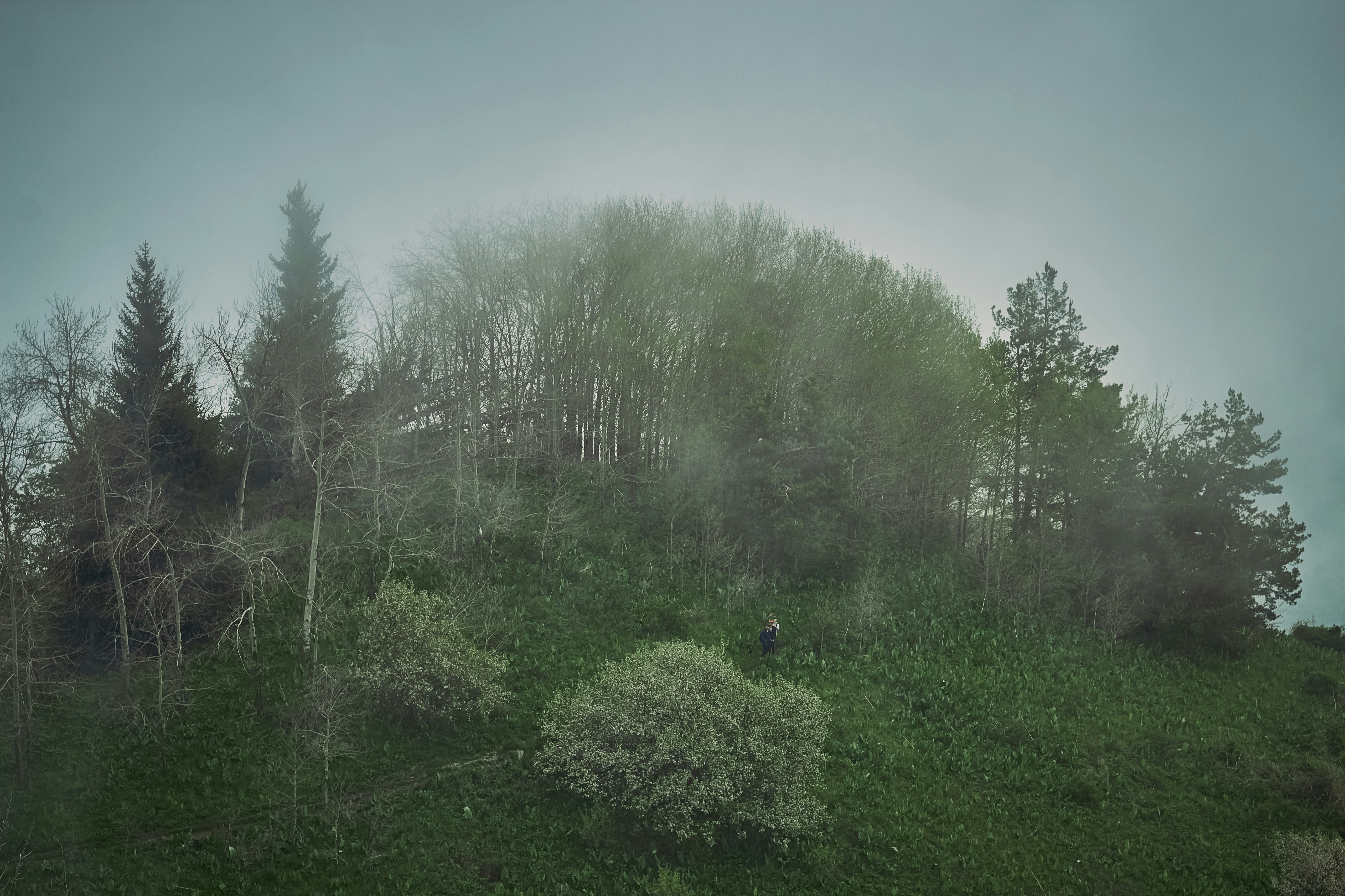 Mist Over the Slope: A Quiet Clump of Trees on a Hill