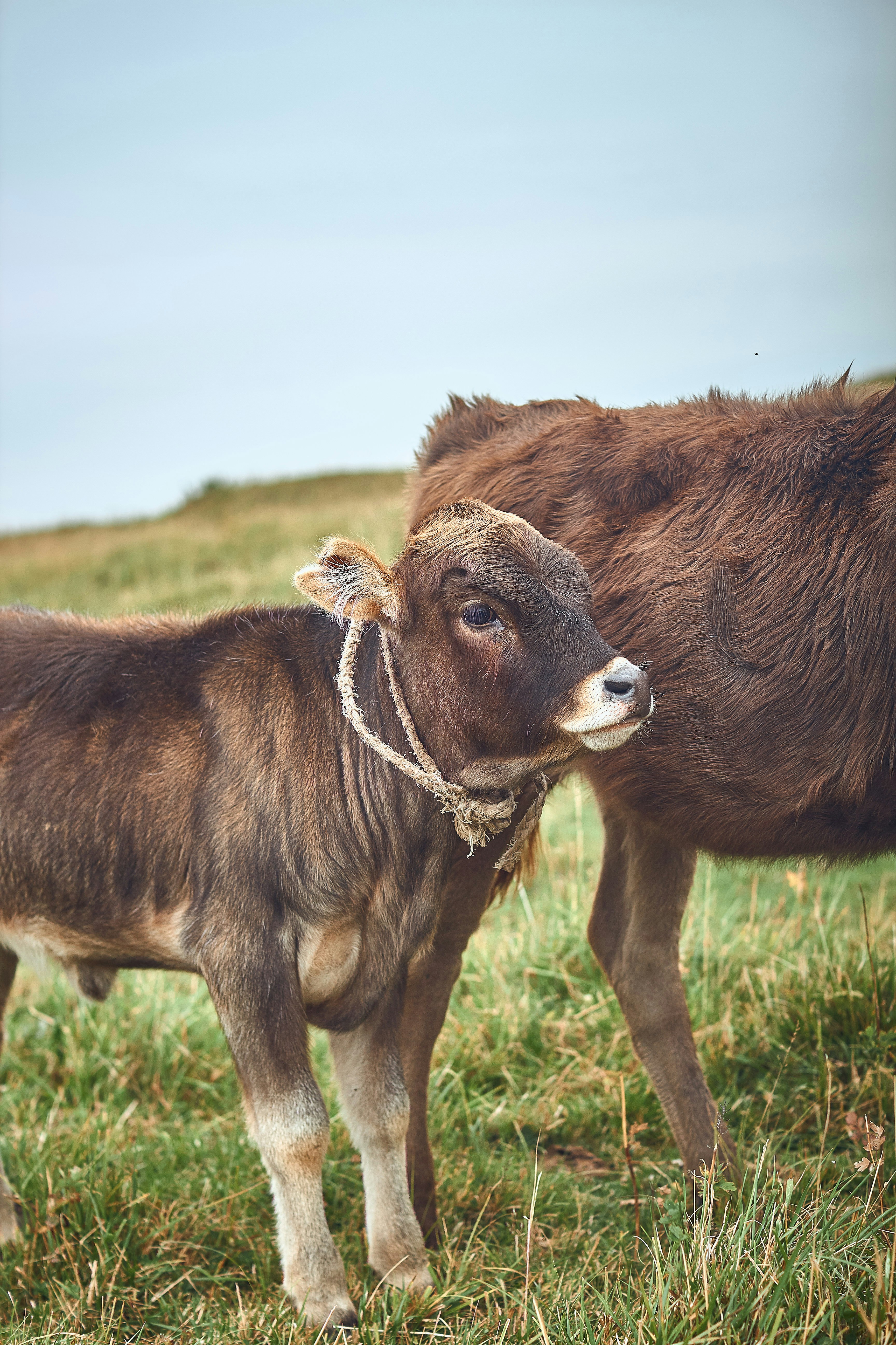 Una vaca con una cadena alrededor del cuello foto – Imagen de Animal ...