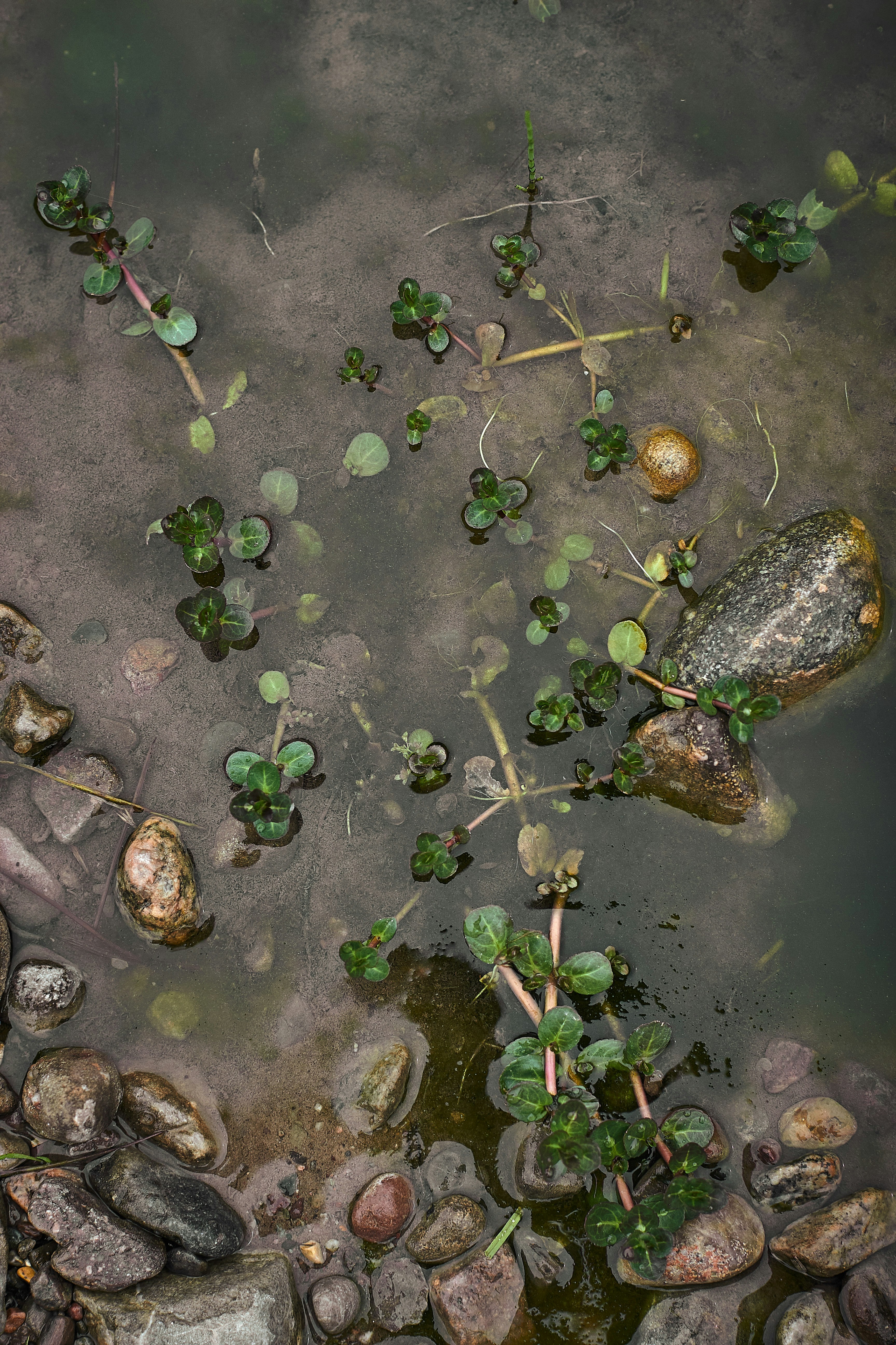 Tide of Green Across Pebbled Water