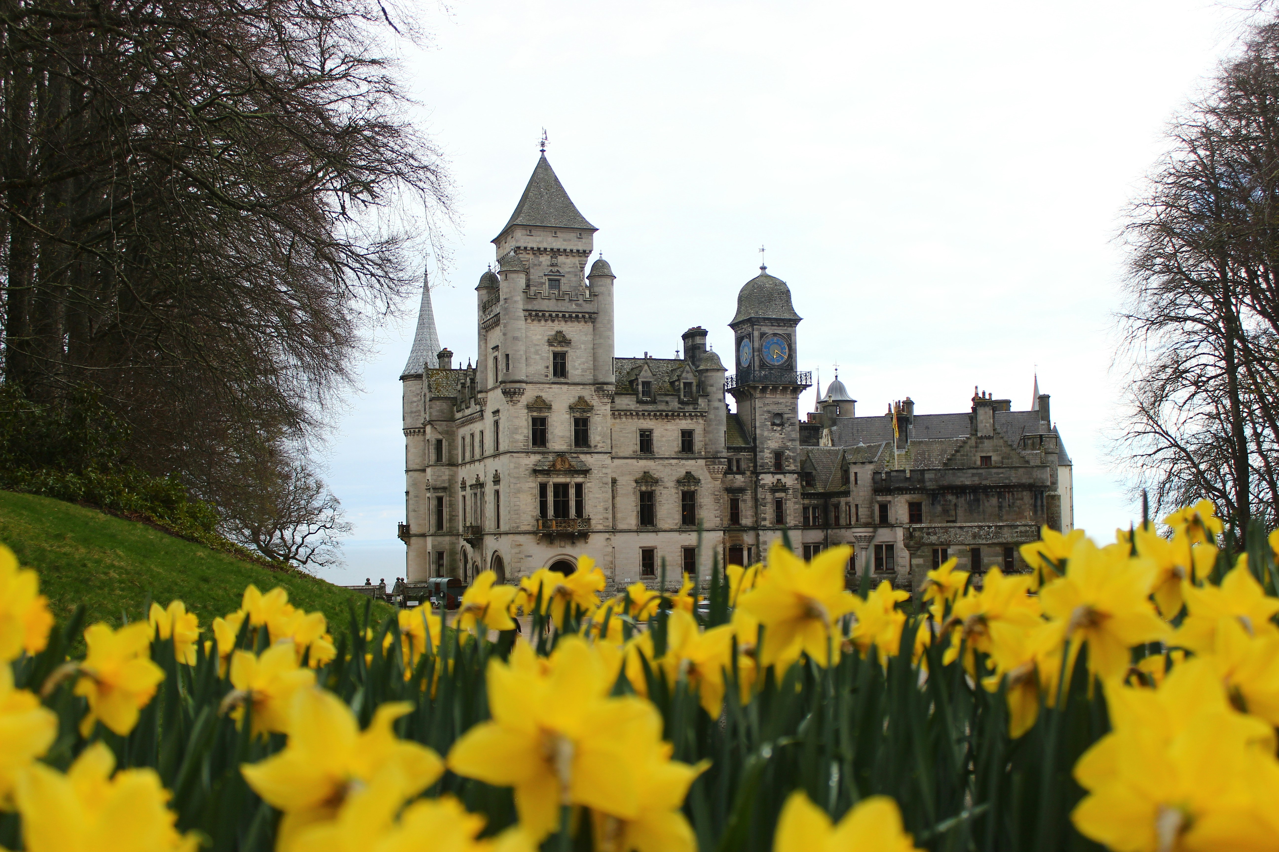Ivory Turrets Behind a Field of Golden Daffodils