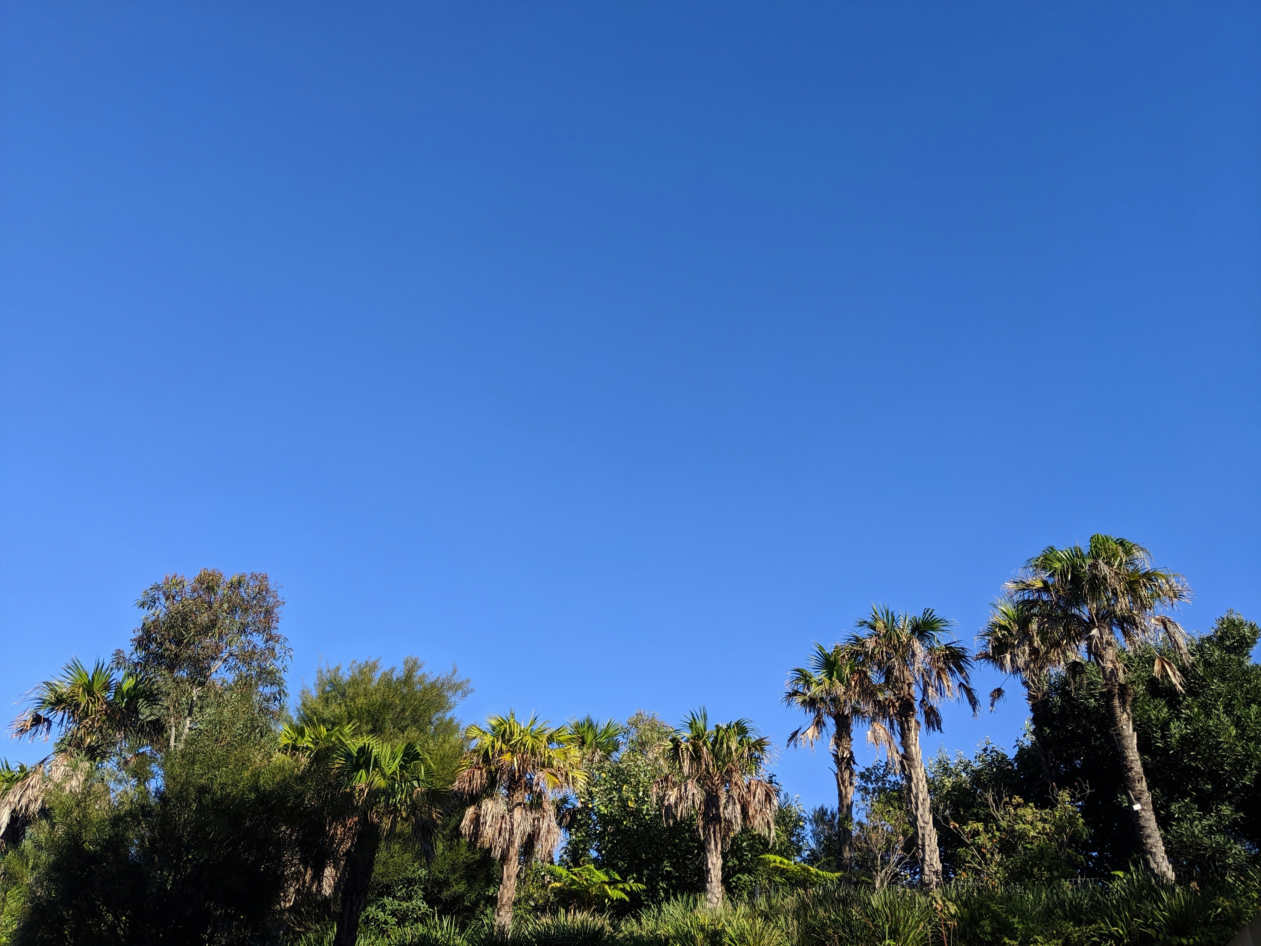 Lush palm trees rise against a vibrant blue sky, showcasing the beauty of a tropical landscape.