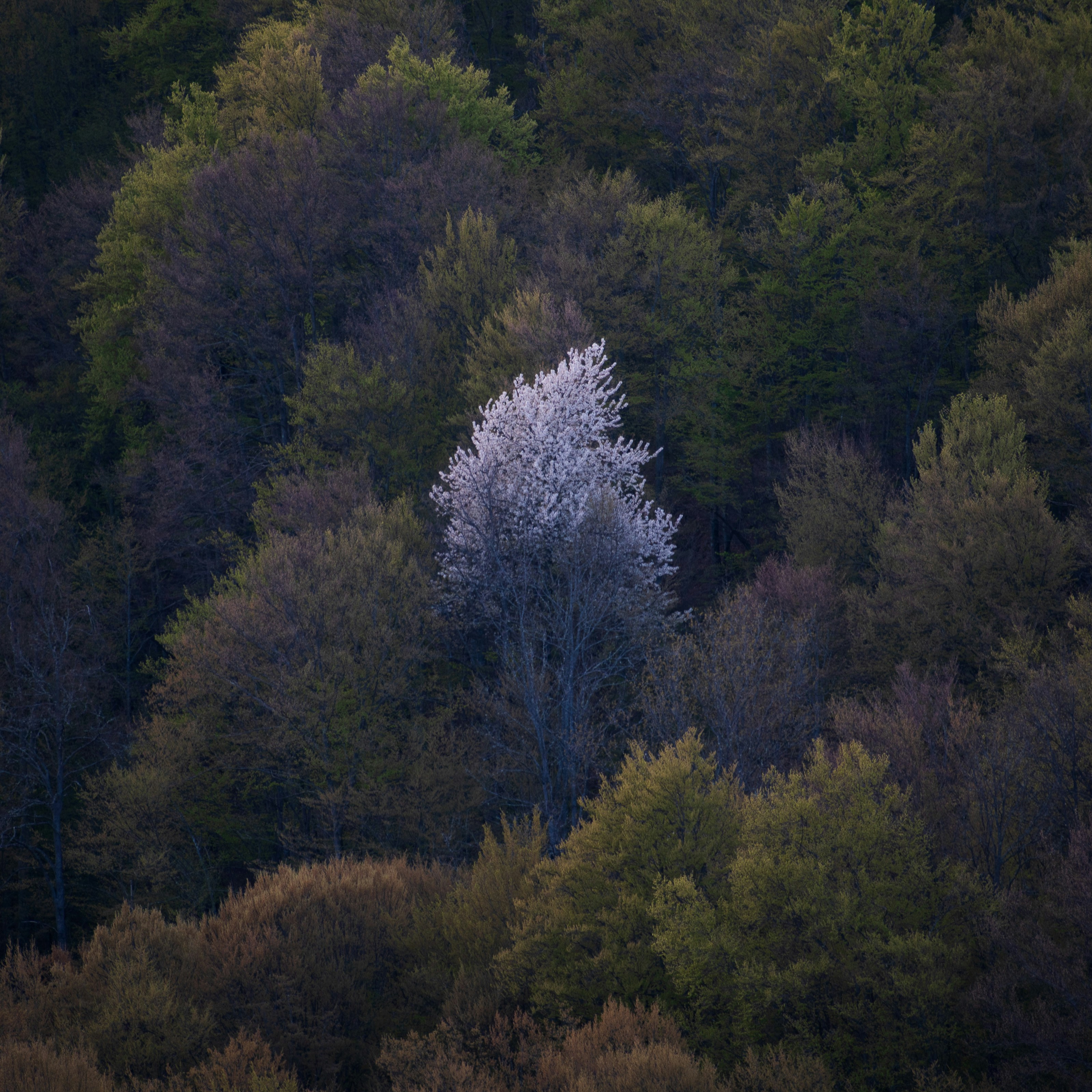 A group of trees photo – Free Grey Image on Unsplash