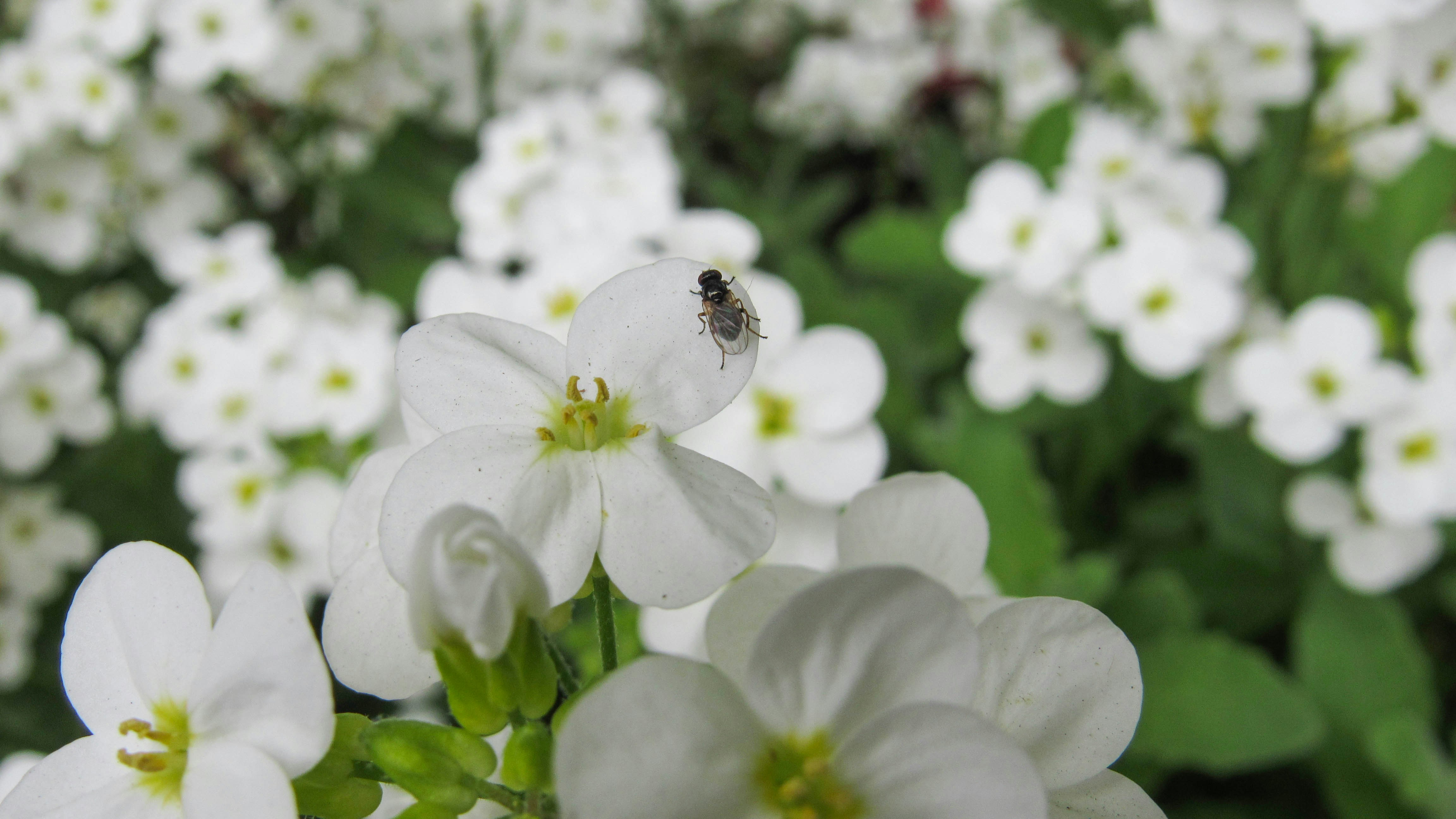 Hovering Visitor on a Sea of White Blossoms