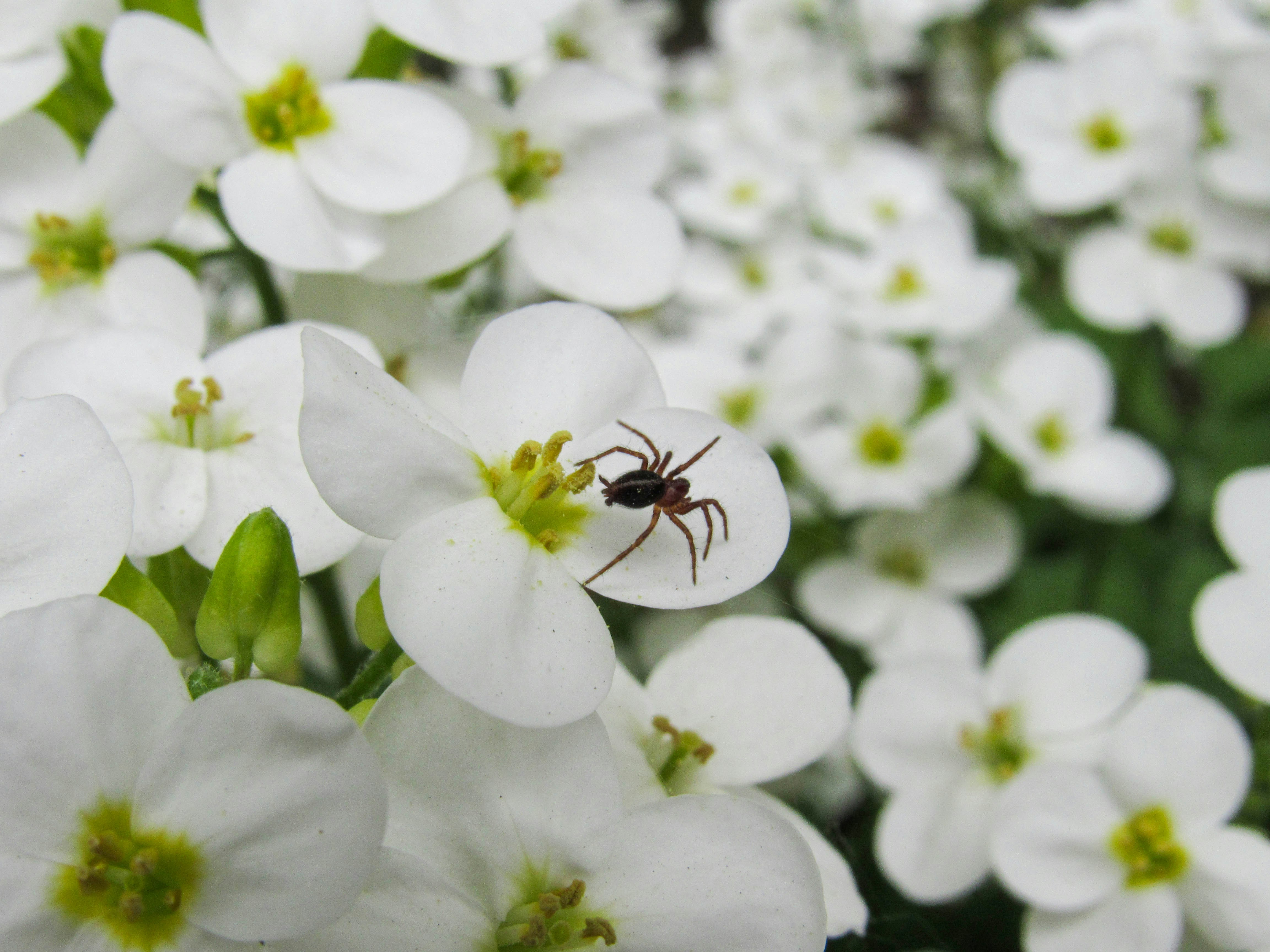 A Tiny Spider Traverses a Sea of White Blossoms