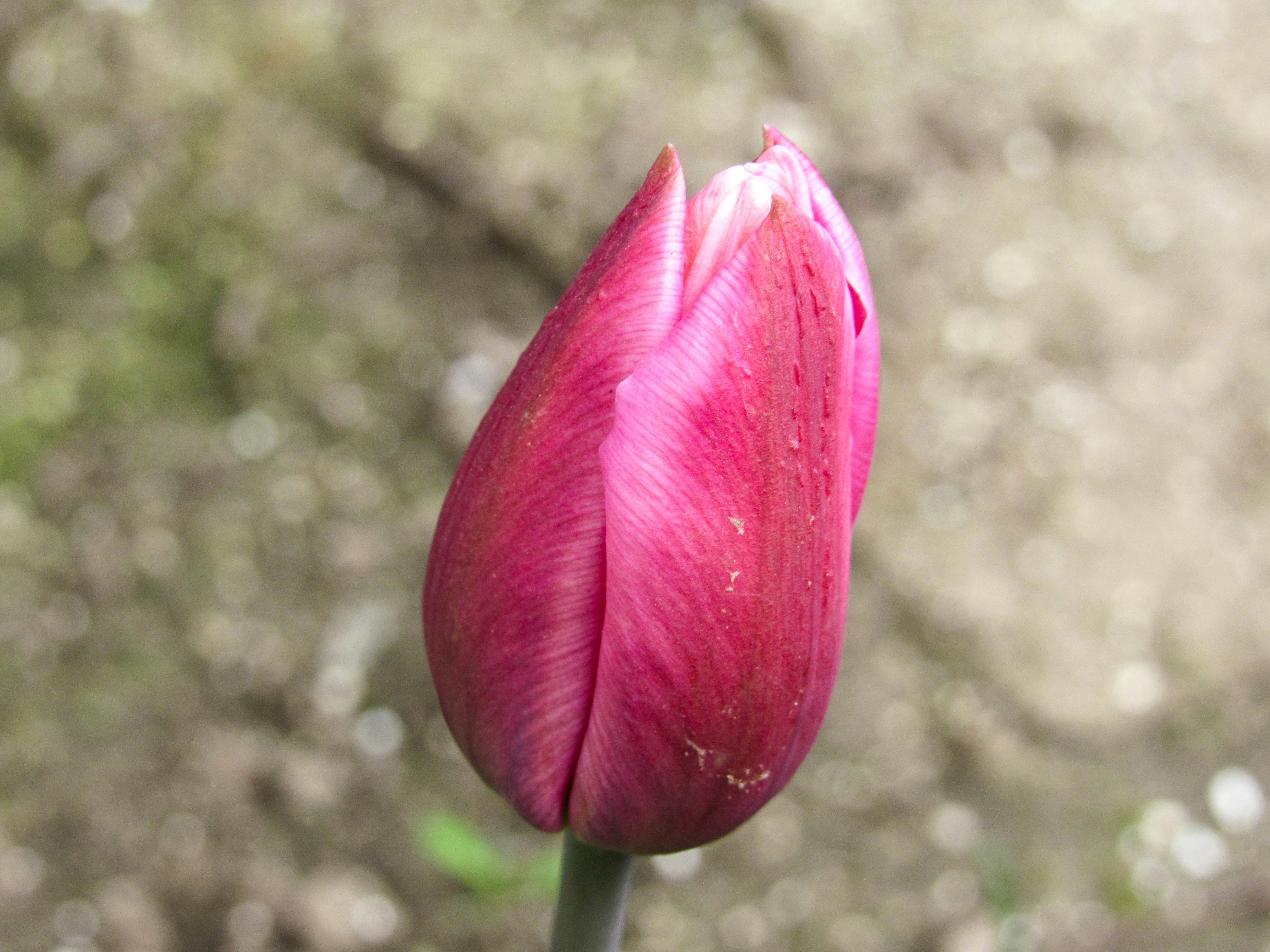 a close up of a flower