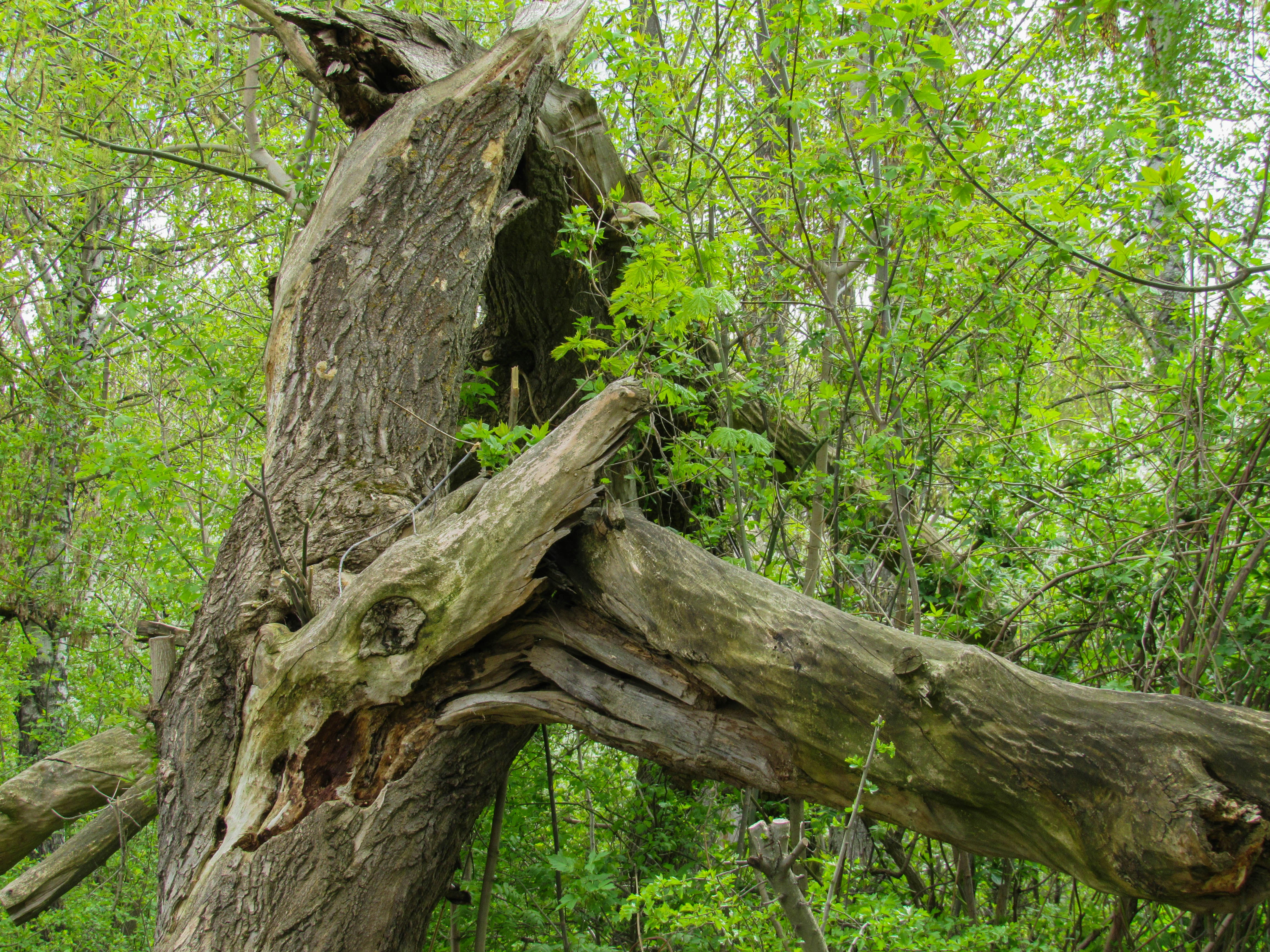 Foto Un árbol con muchas ramas – Imagen Árbol gratis en Unsplash