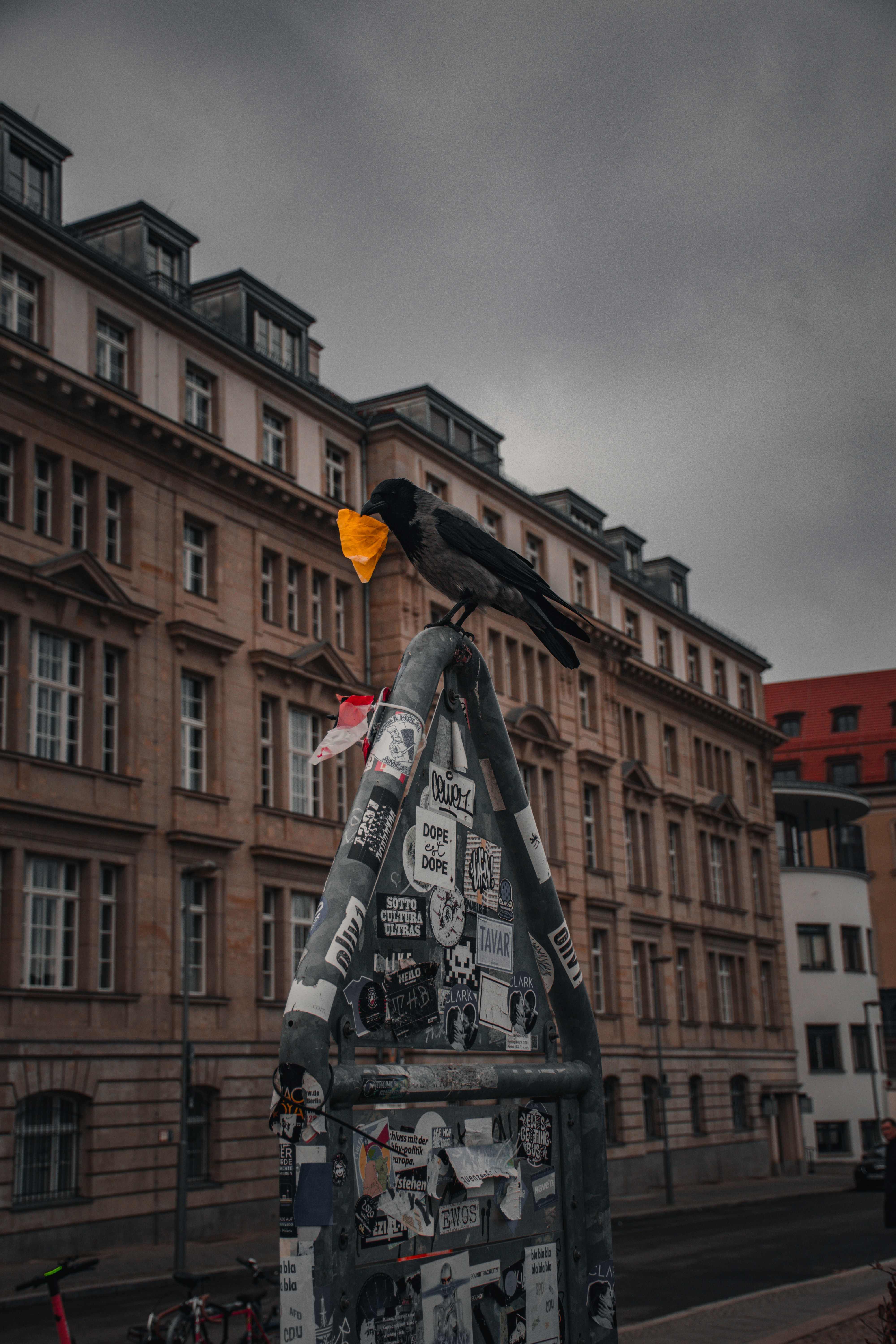 Crow on the Stickered Pylon: a Quiet Sentinel Over a Rainy City Street