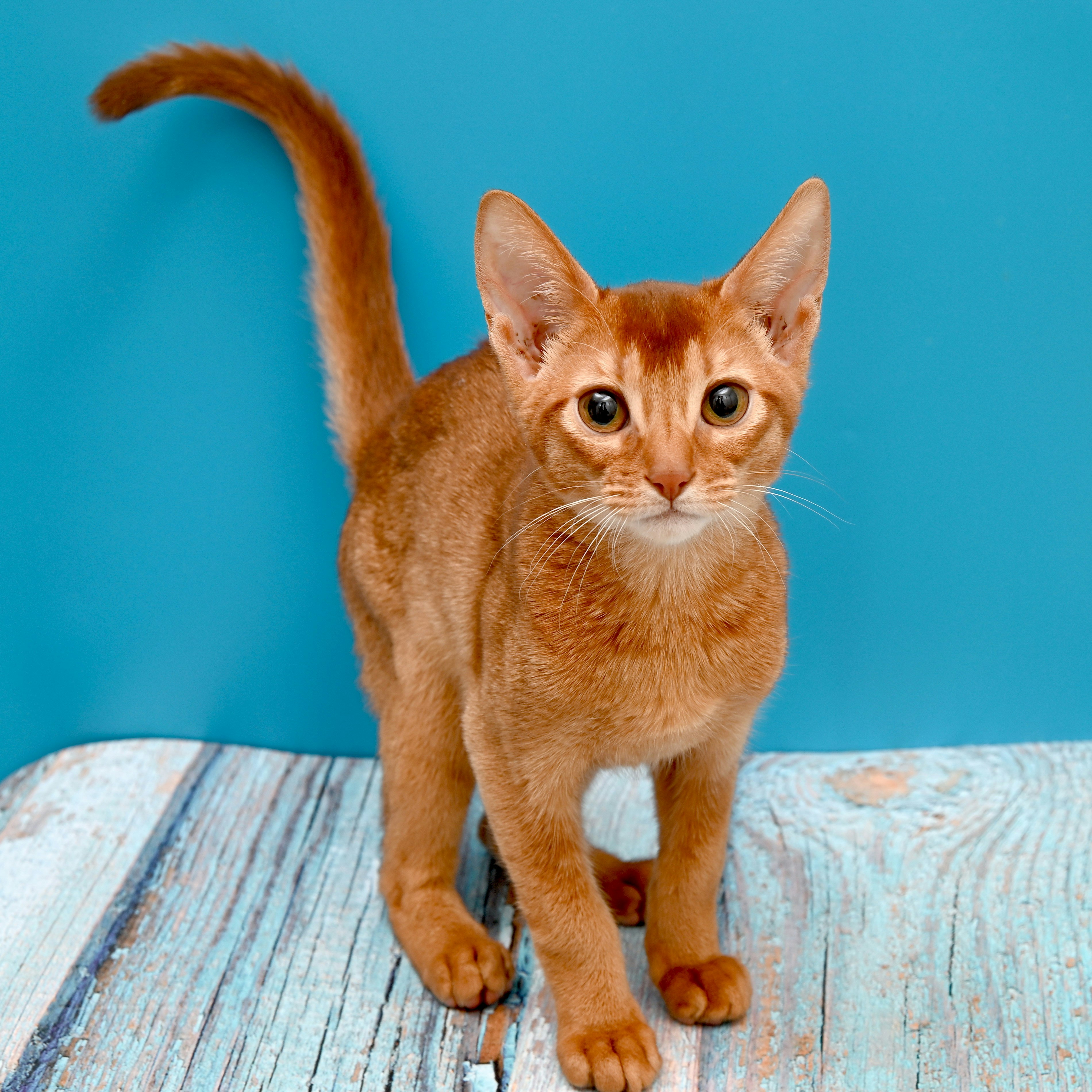 Citrus Whiskers: A Curious Cat in a Crisp Azure Scene