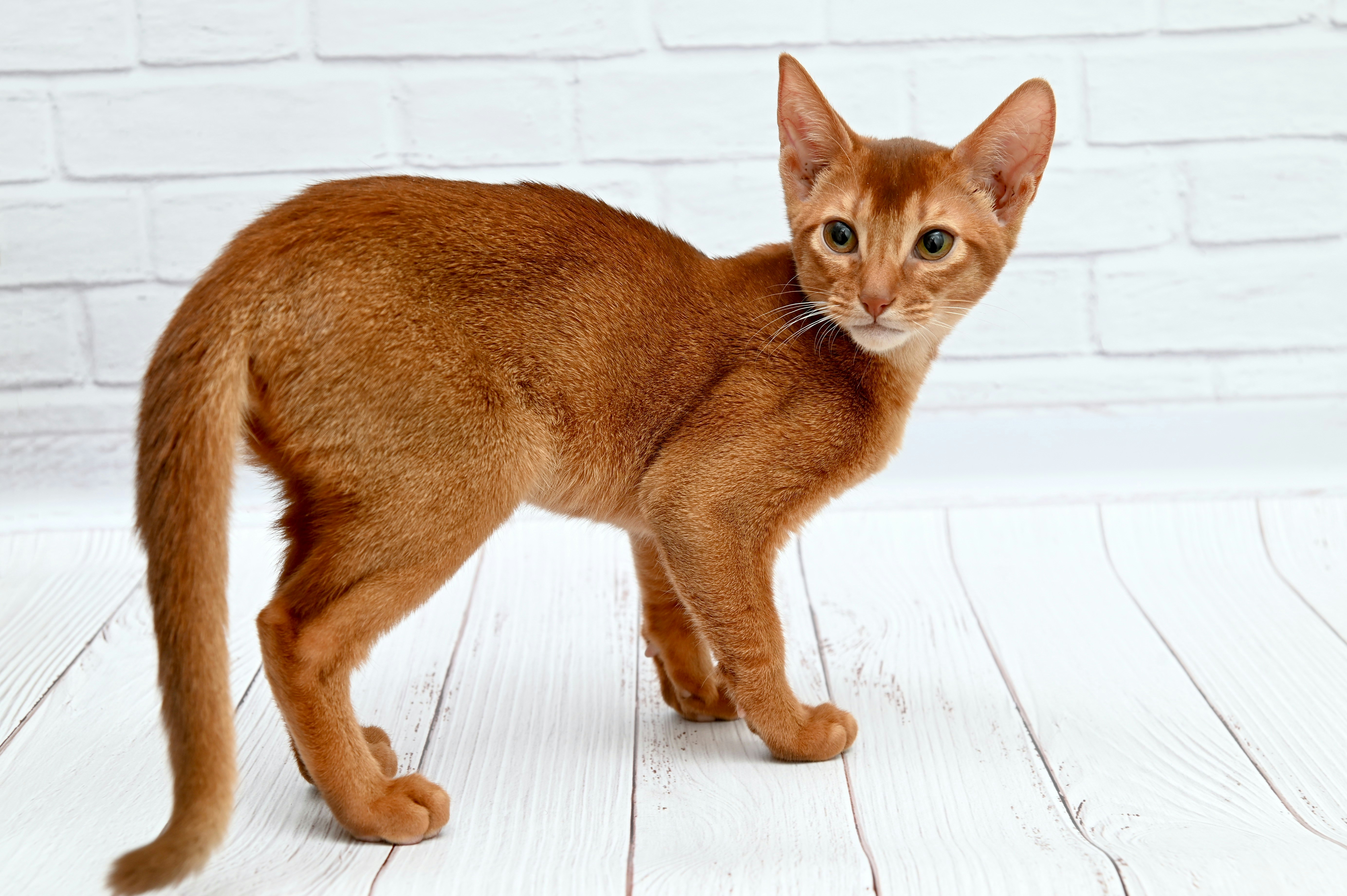 a cat standing on a tile floor
