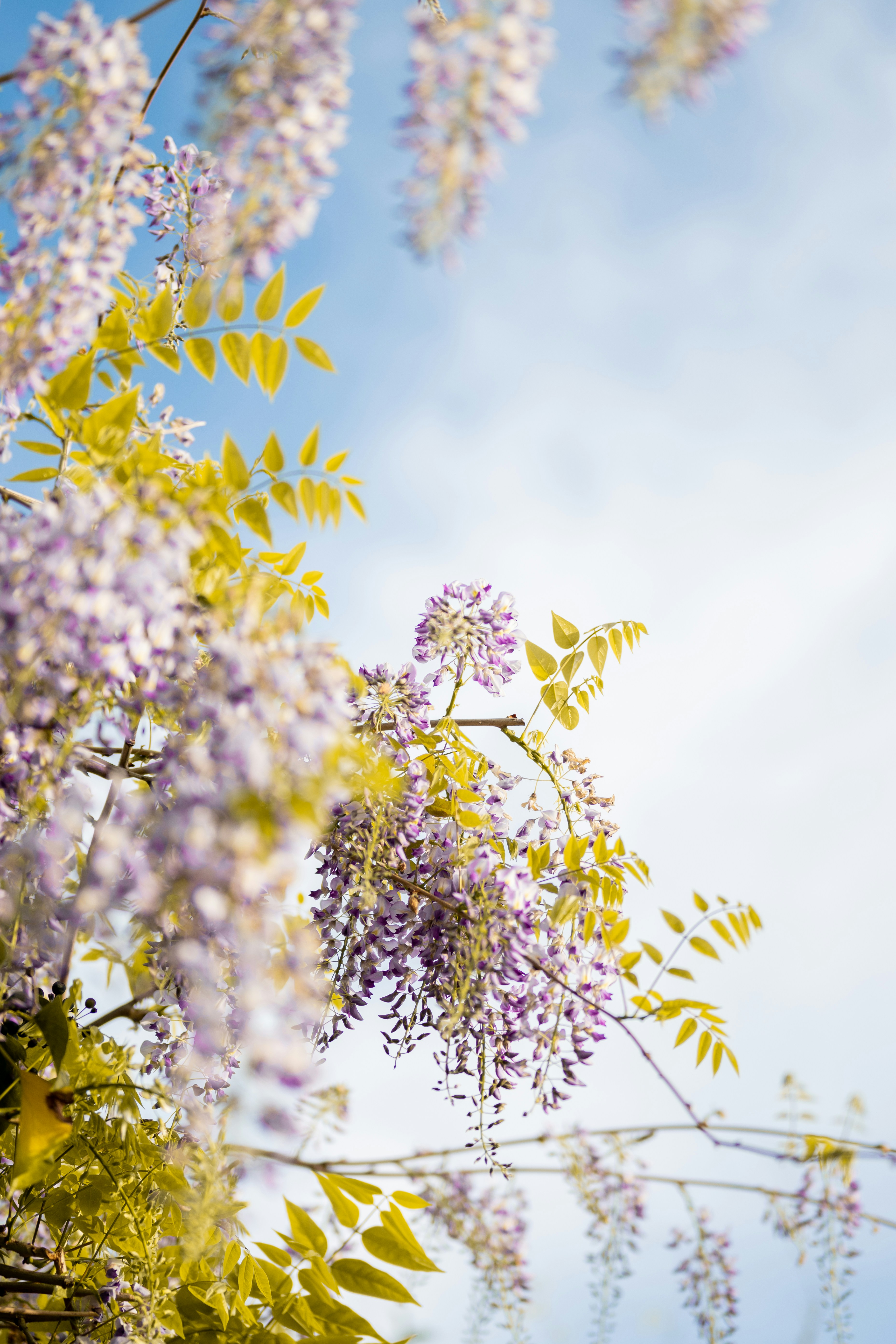 Wisteria Cascade Among Golden Foliage Under a Clear Sky