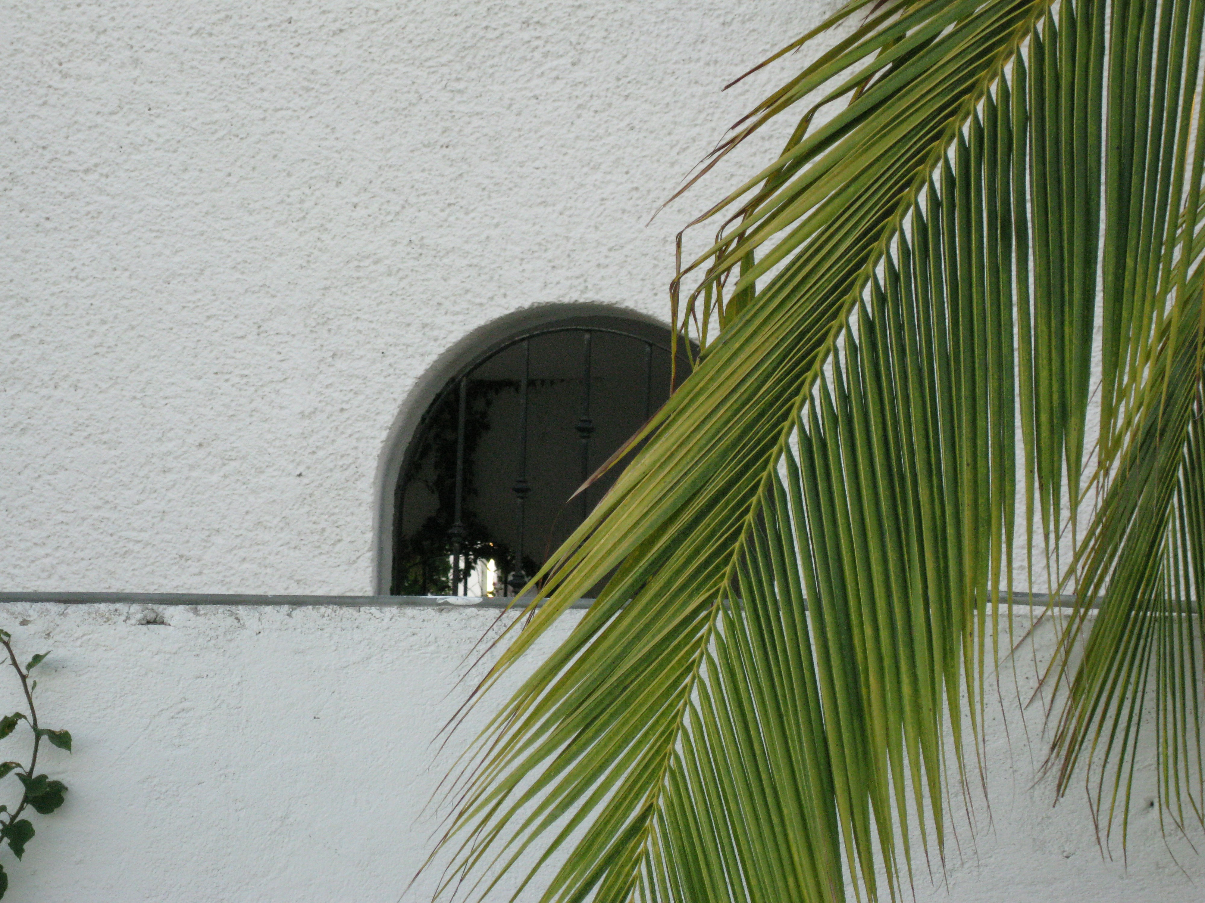 A lush palm frond partially obscures an arched window of a white-washed wall, hinting at a serene outdoor space beyond.