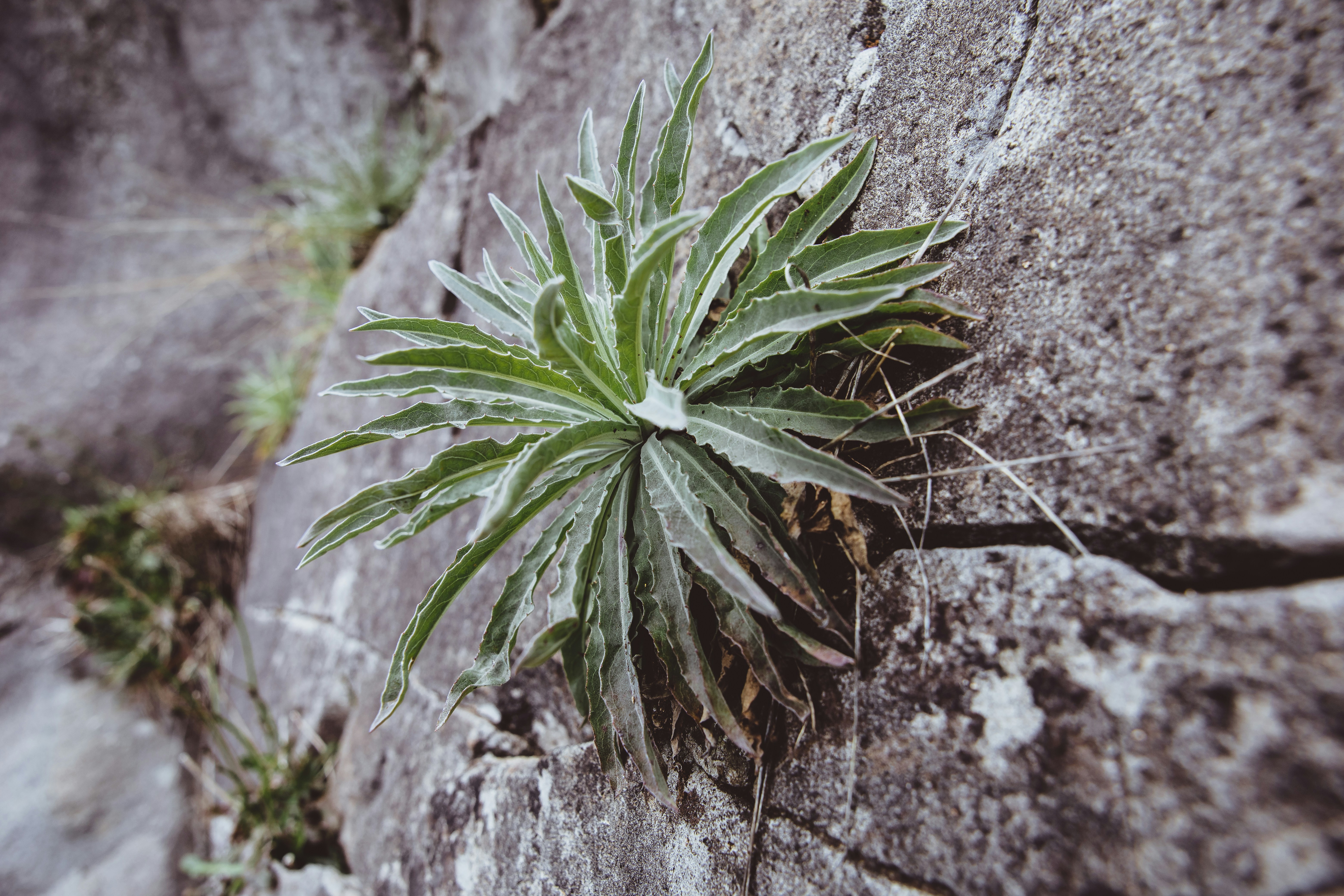 a green plant growing out of a rock