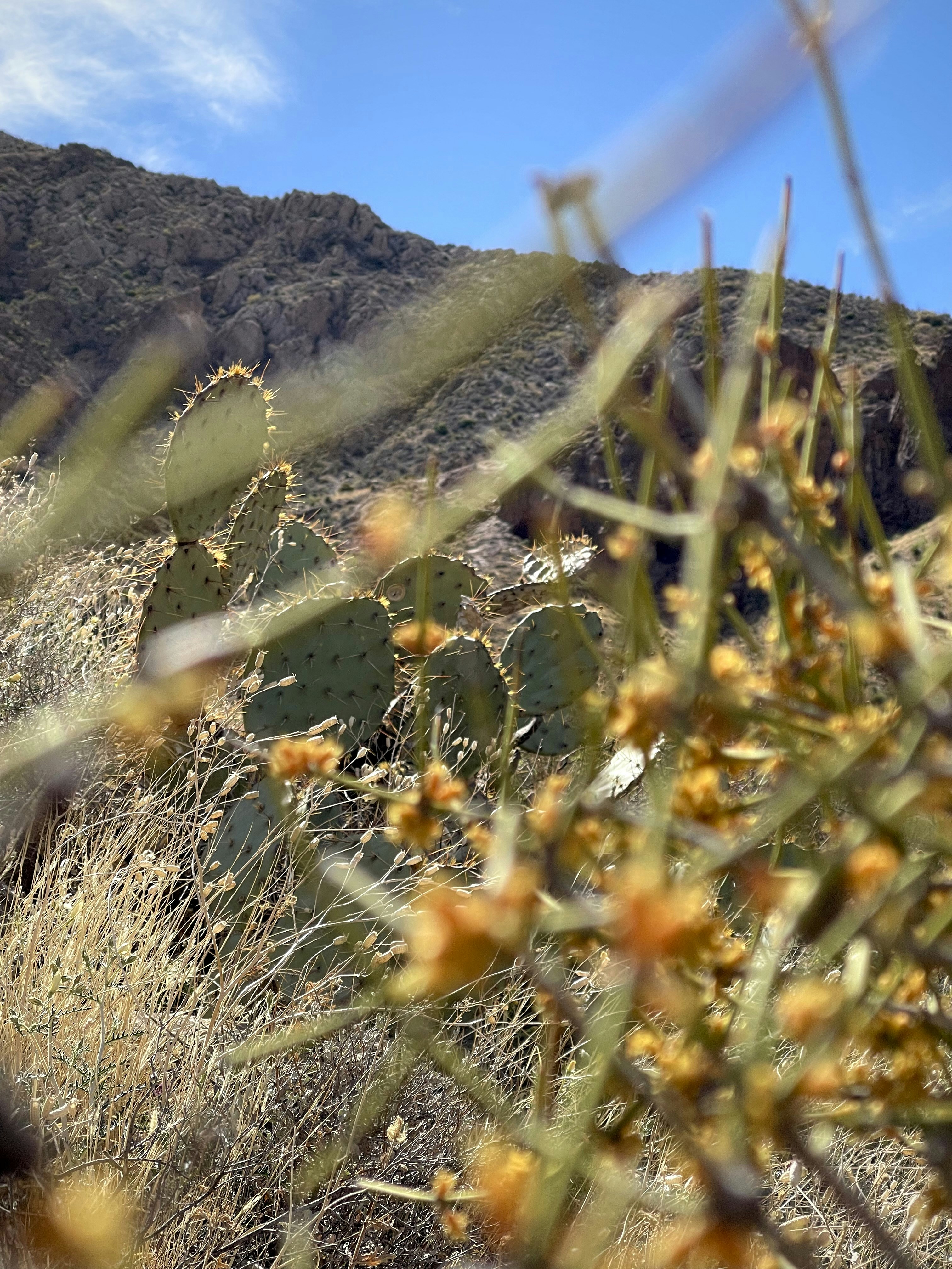 Cactus Canvas: Golden Blooms Framing a Desert Ridge