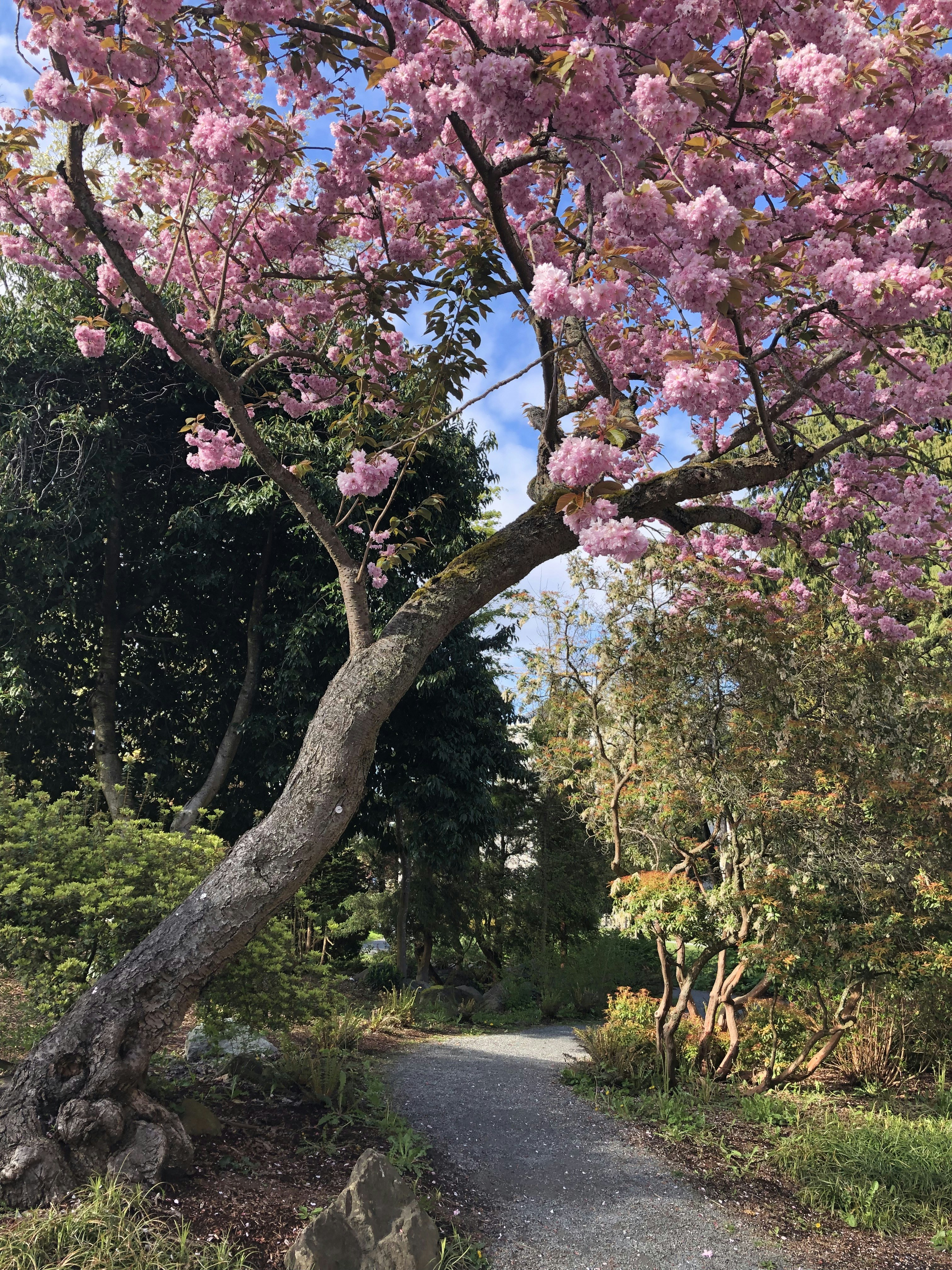 A gracefully leaning cherry blossom tree adorned with vibrant pink flowers, framing a serene garden path. The lush greenery enhances the tranquil atmosphere.