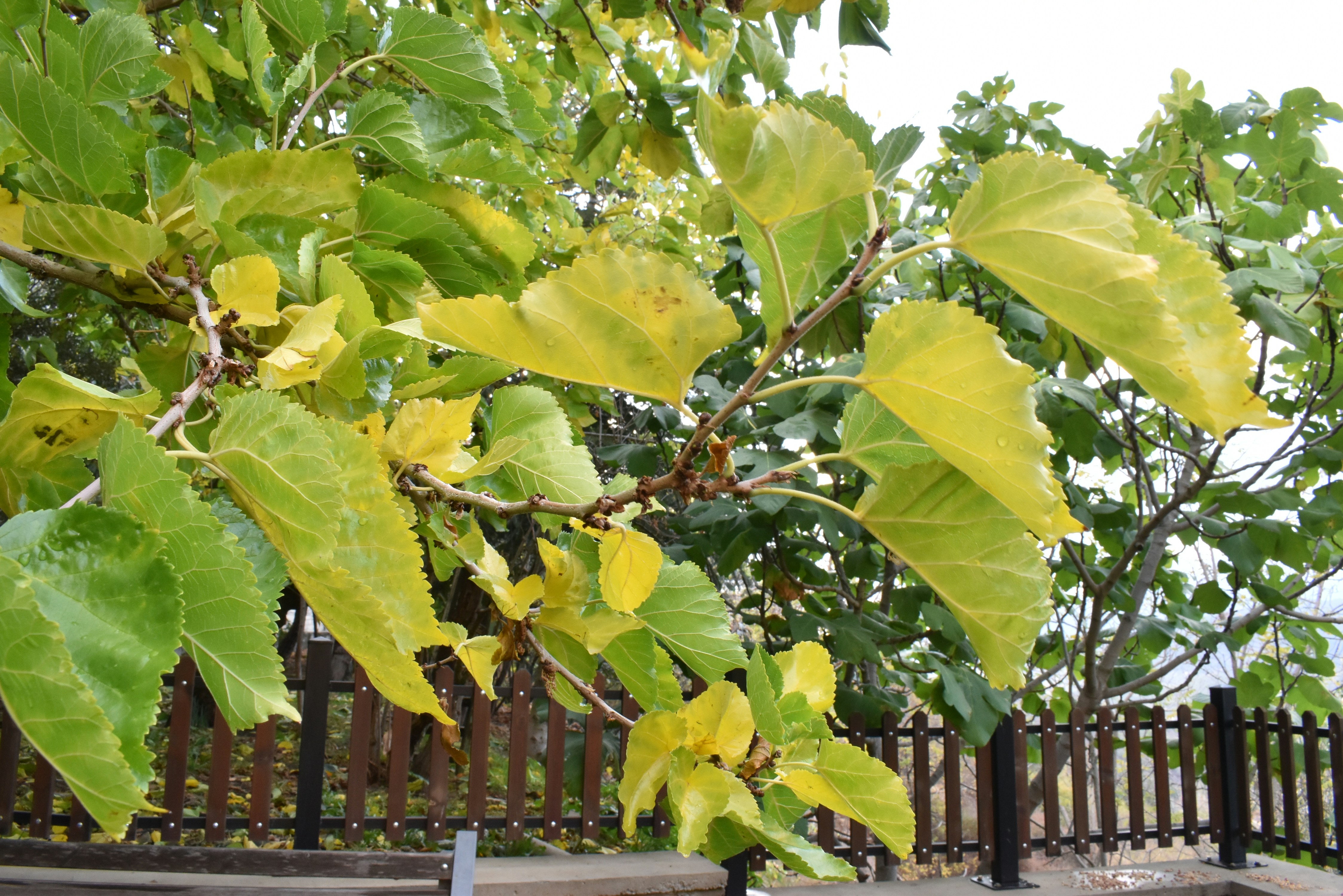 Vibrant yellow leaves contrast against a backdrop of green foliage, showcasing the subtle shift of seasons. The image captures the essence of nature's transformation.