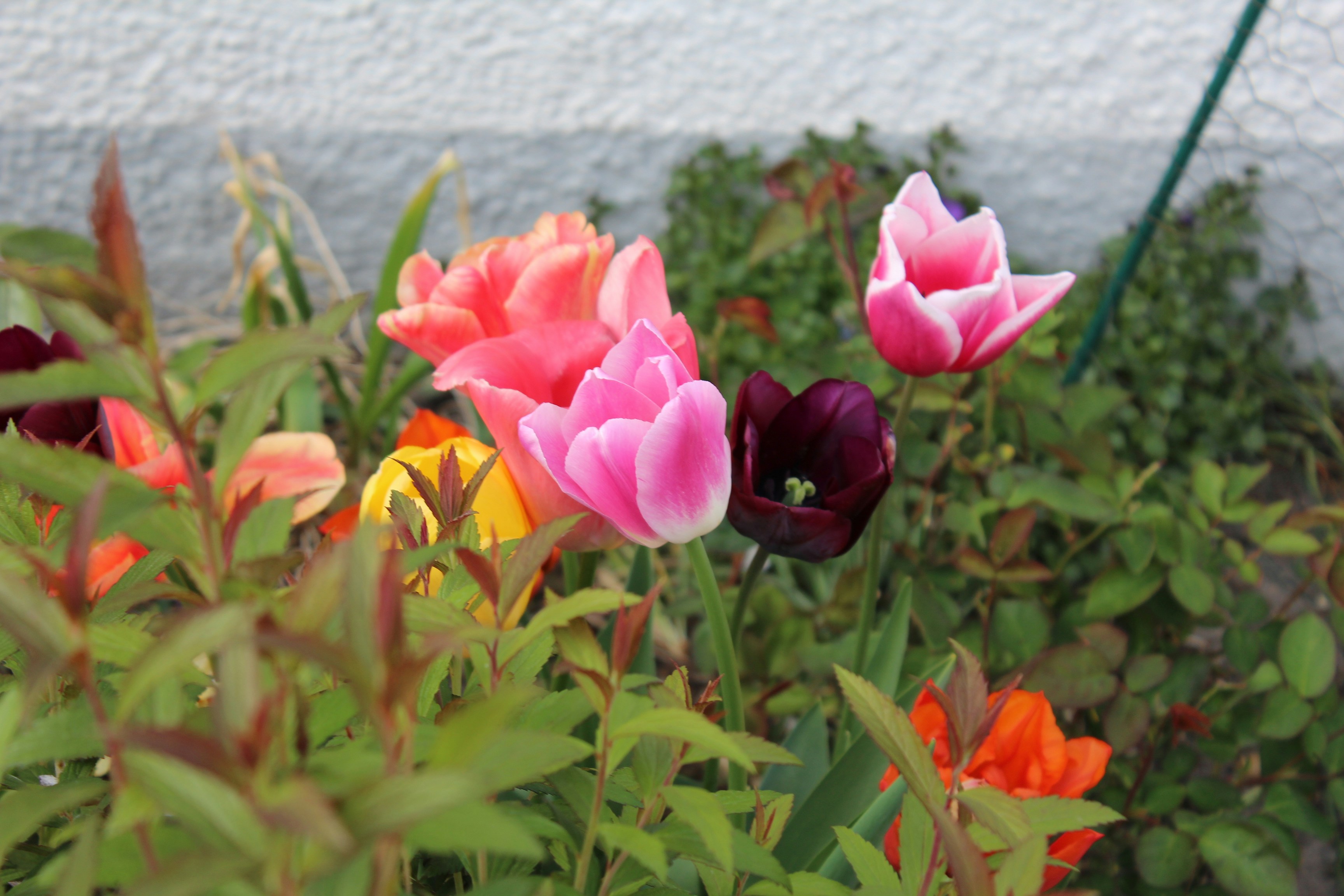 Pastel Tulips Cluster by a Calm Wall