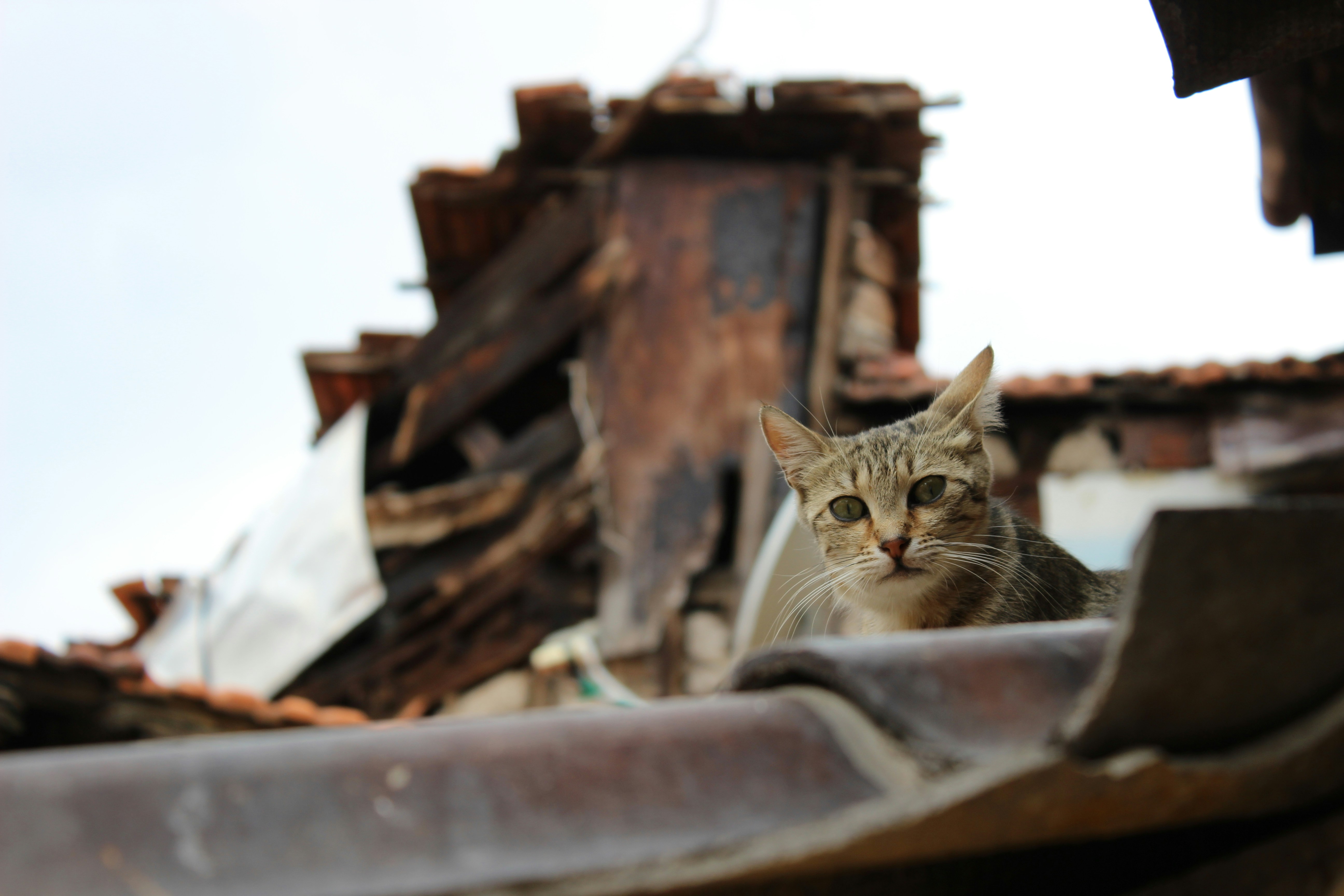 A curious cat perched on a weathered rooftop, surveying its surroundings amidst the remnants of an old structure.