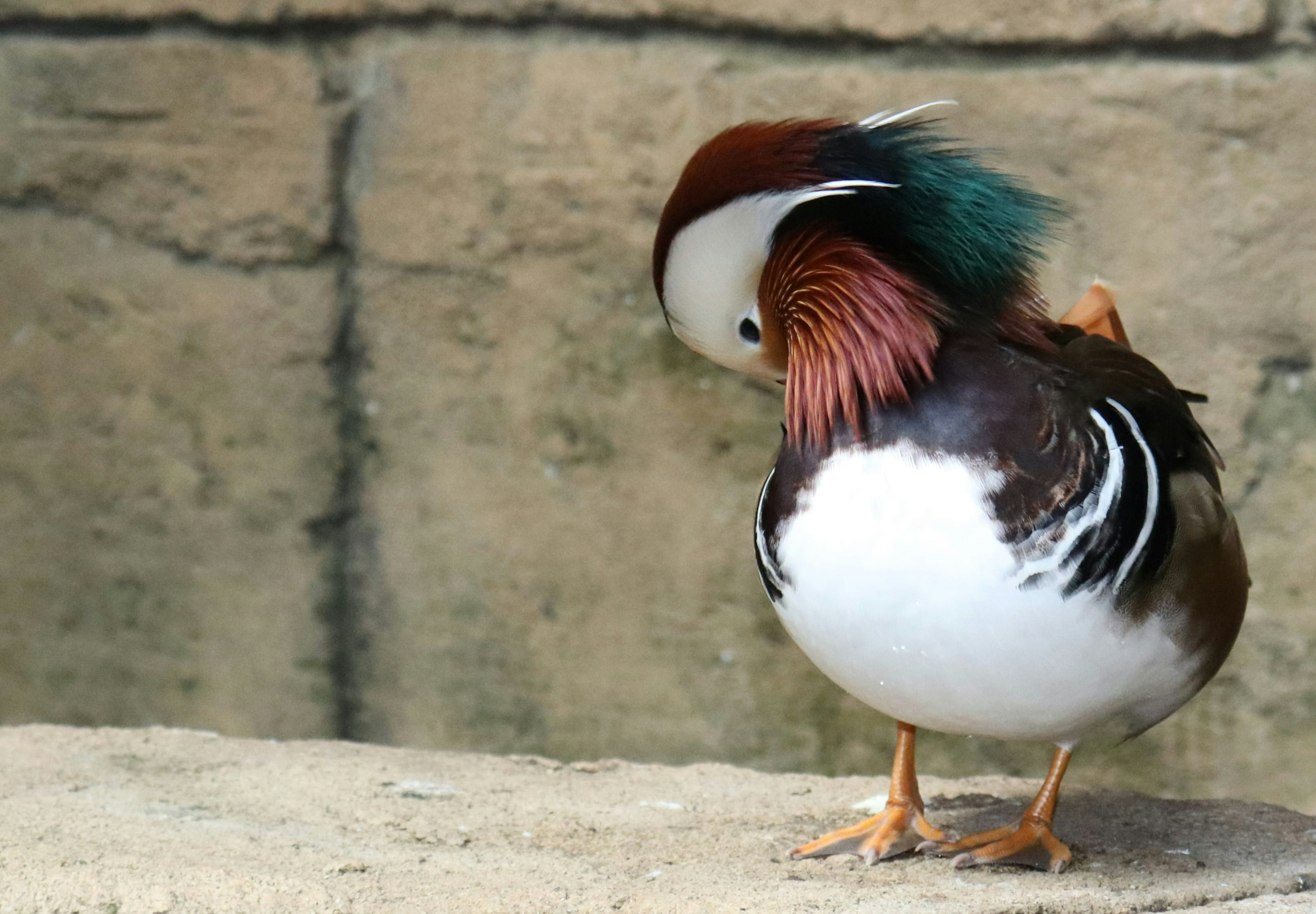 Mandarin Duck at the Bird Kingdom, Niagara Falls
