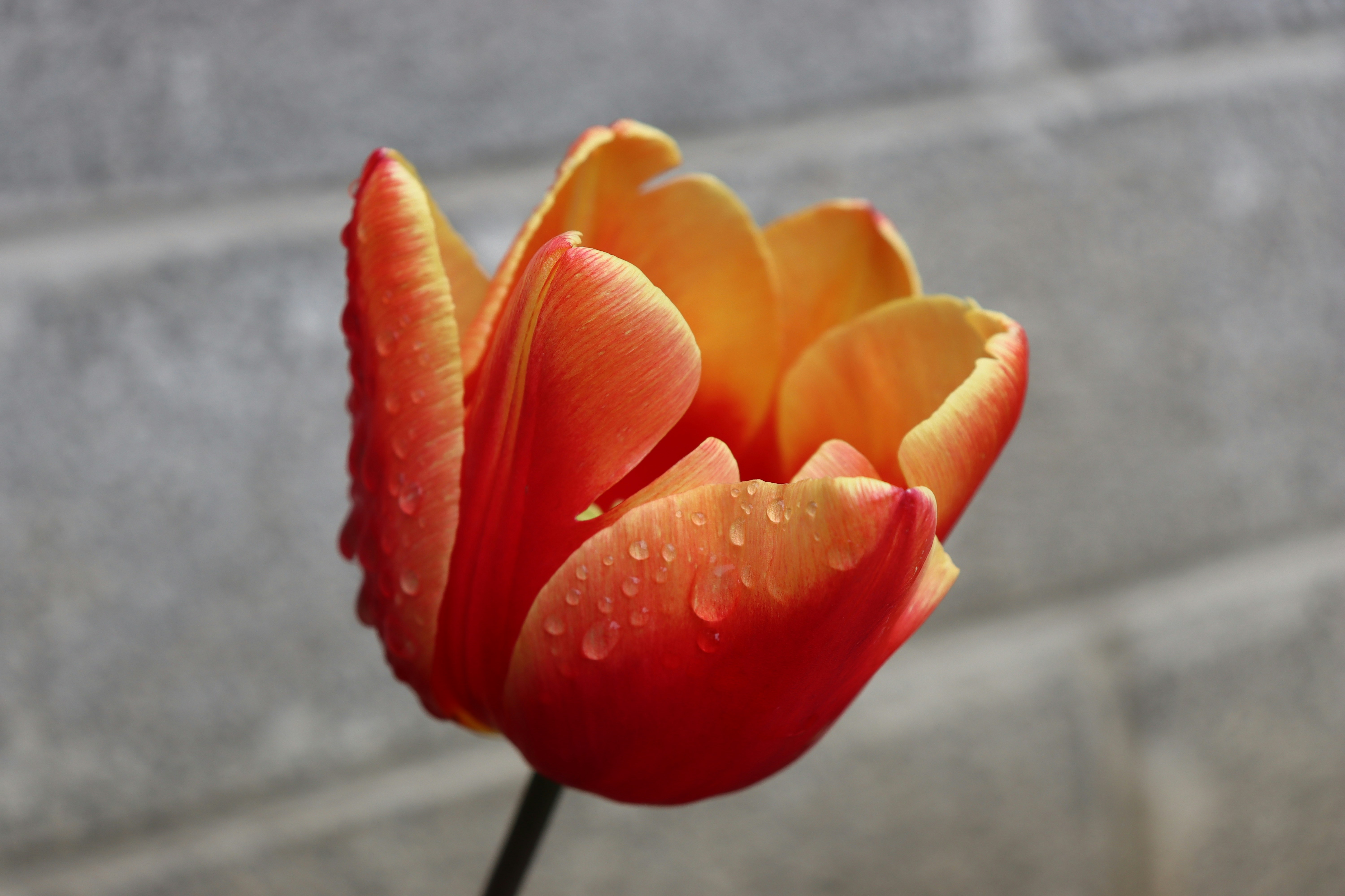 Dew-Kissed Tulip Bloom Against a Soft Stone Backdrop