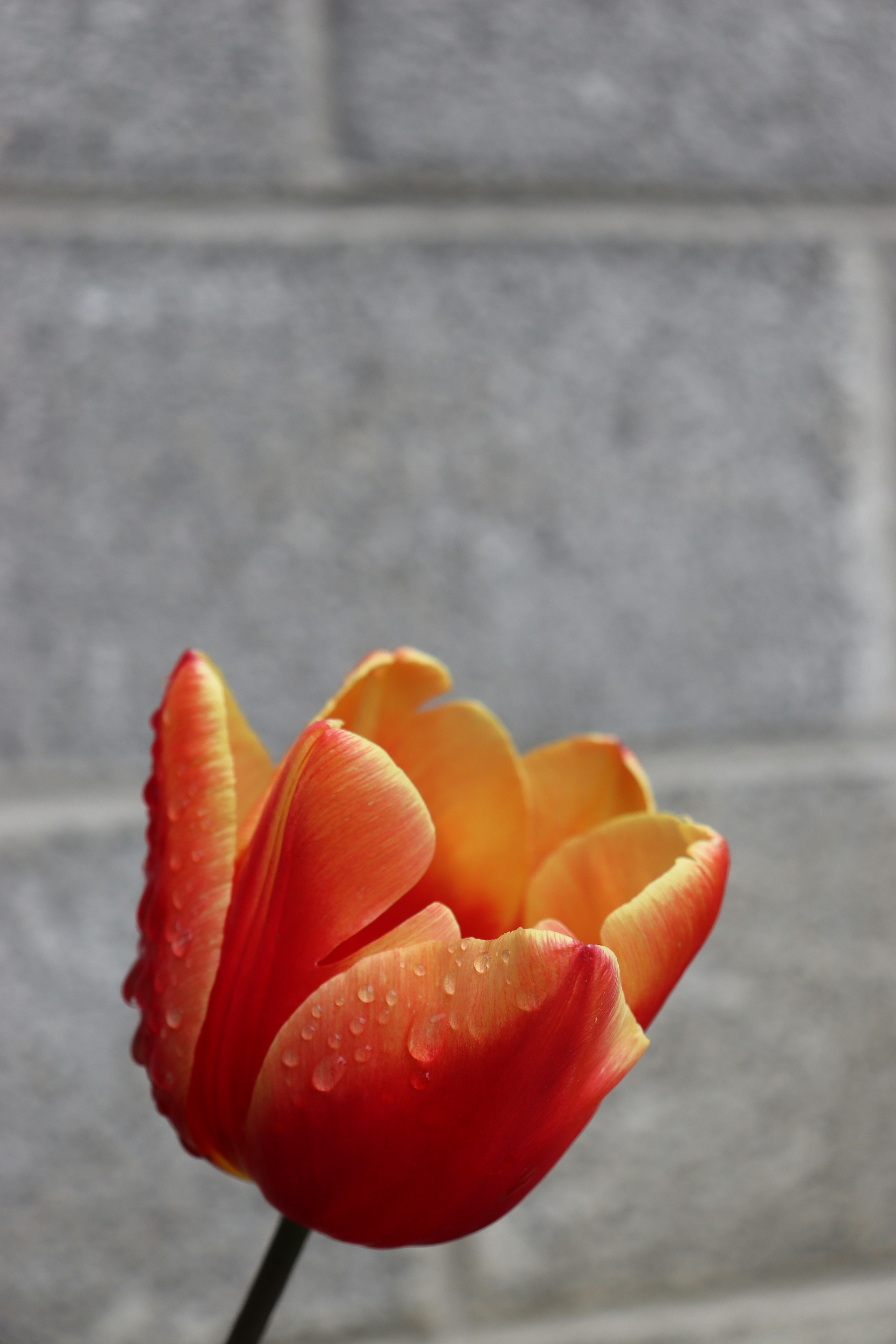 a close up of a flower