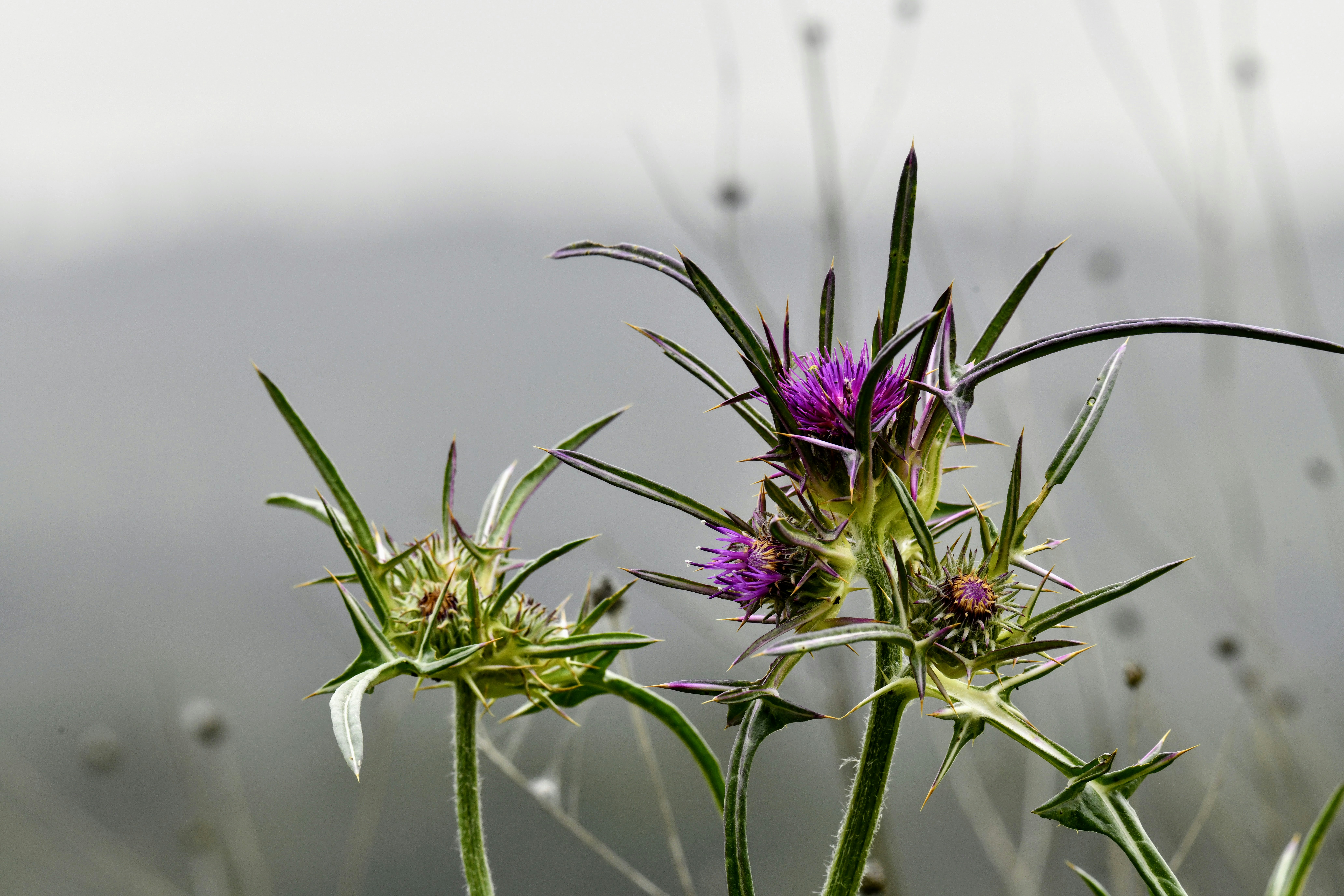 Thistle Crown in Mist: A Close-Up of Purple Spikes Against a Quiet Field