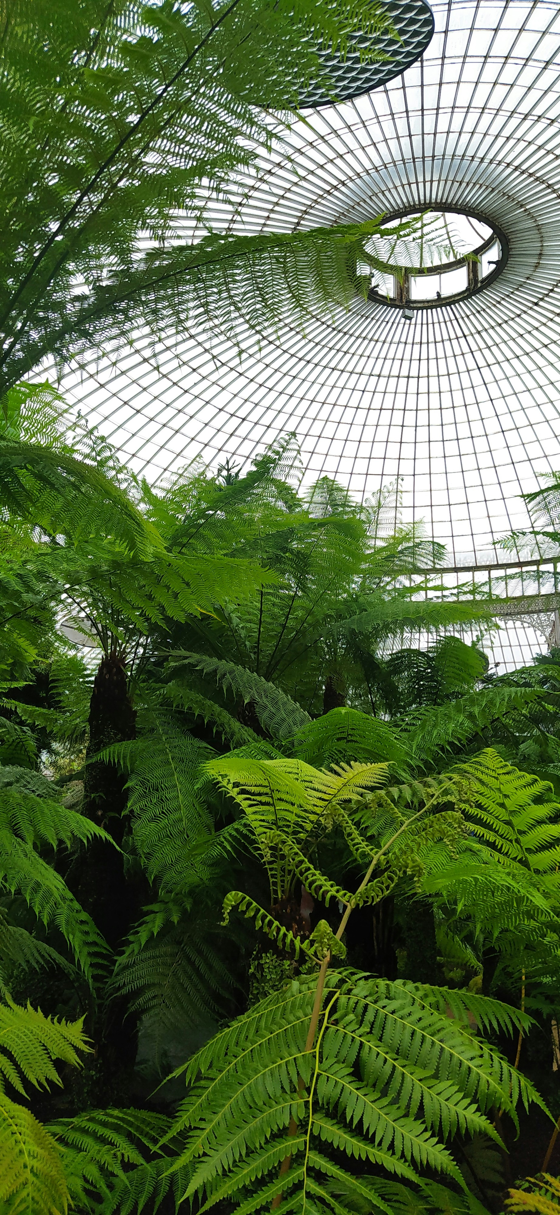 Spiral Conservatory: Ferns curling beneath a glass crescent