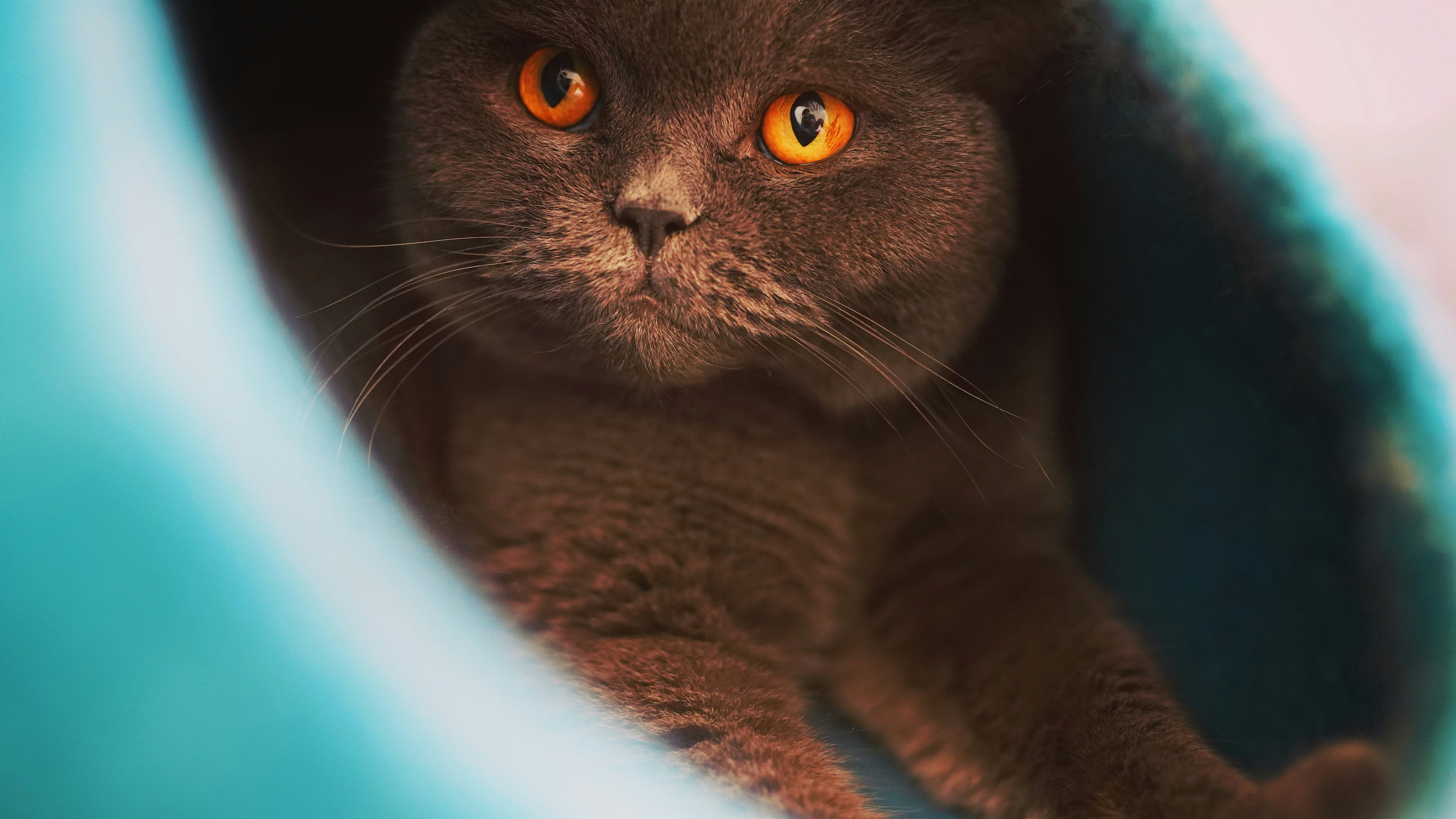 Whiskered Wonder in Cozy Quarters