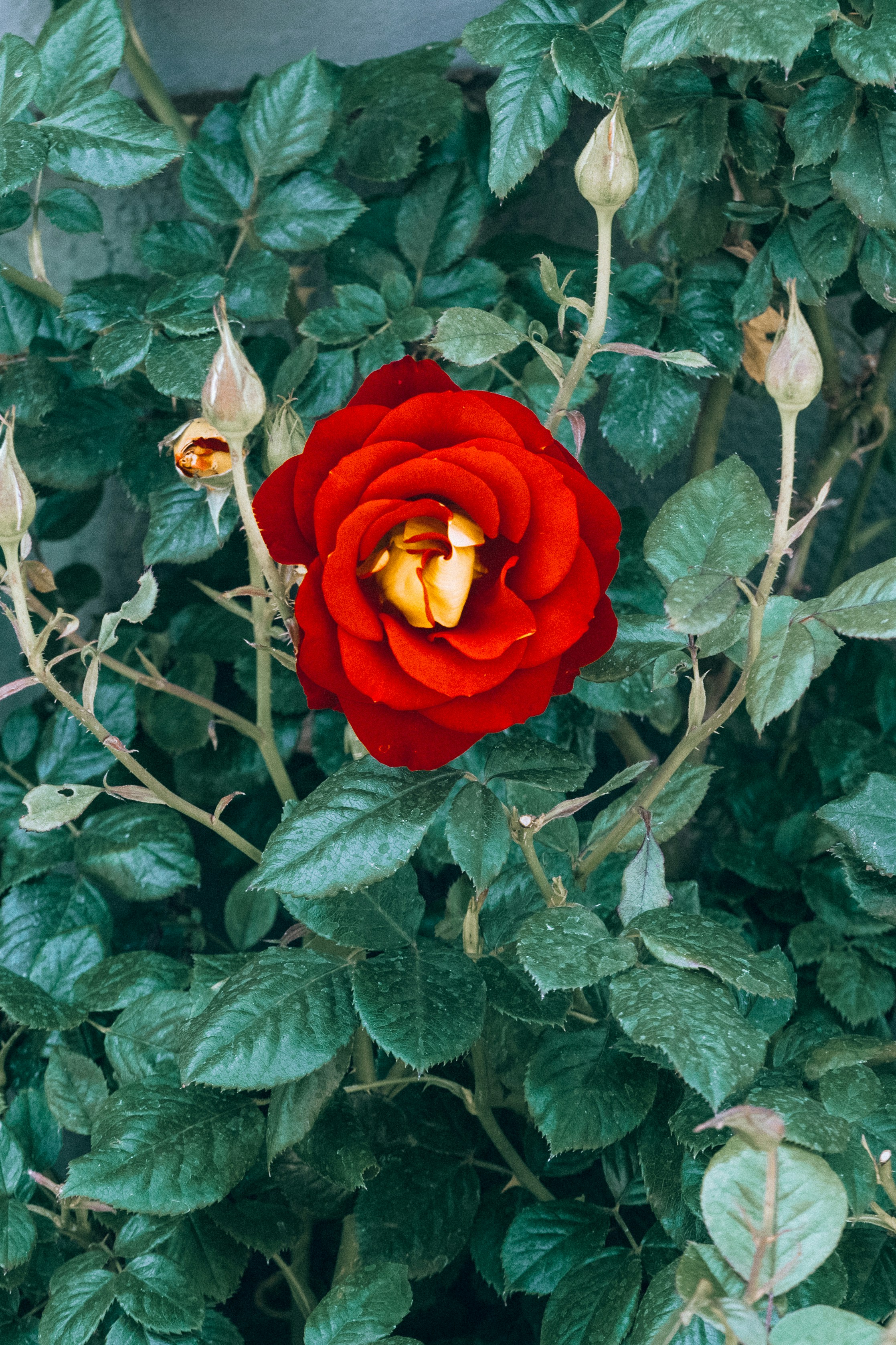 a red rose surrounded by green leaves